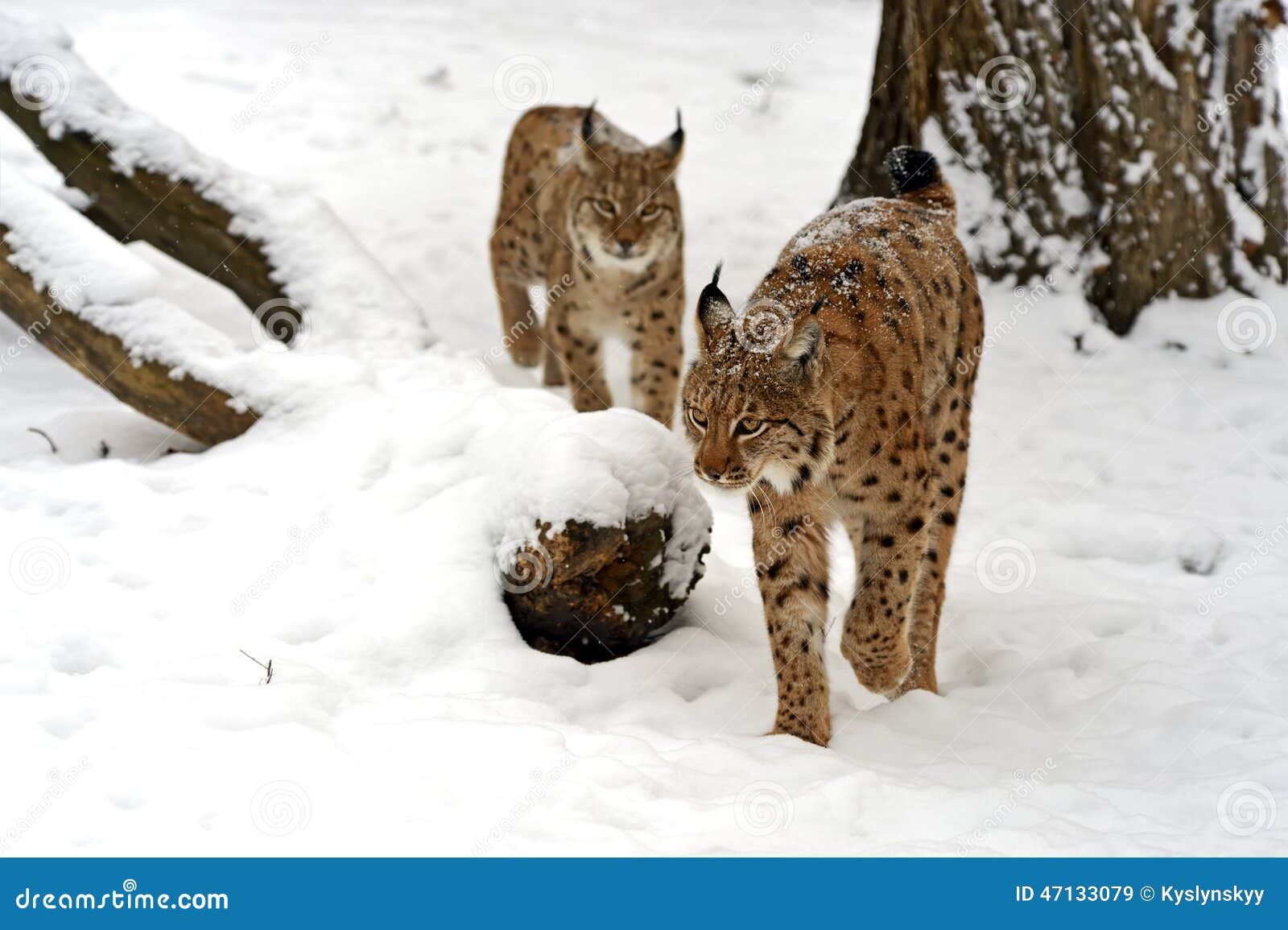 Winter Lynx stock image. Image of vegetation, snow, careful - 47133079