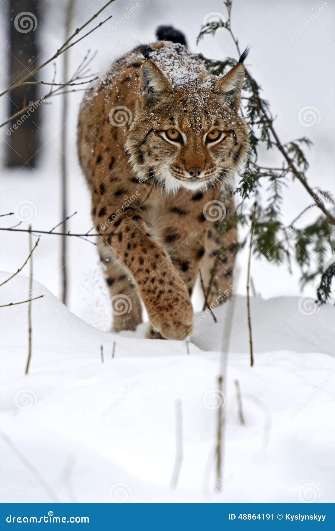 Winter Lynx stock image. Image of winter, themes, animal - 48864191
