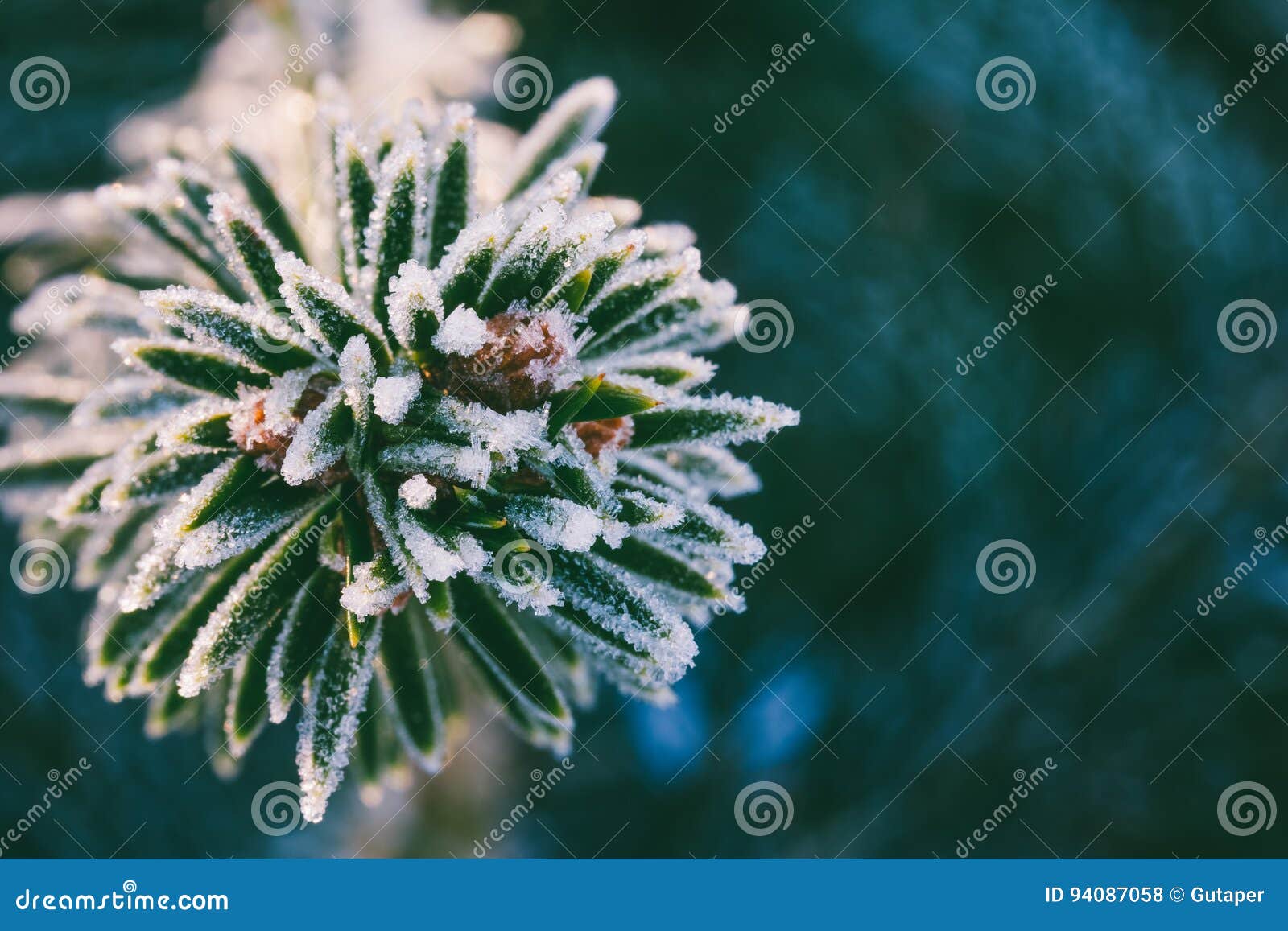 Winter Macro Photo Spruce Branch in Ice Crystals Stock Photo - Image of ...