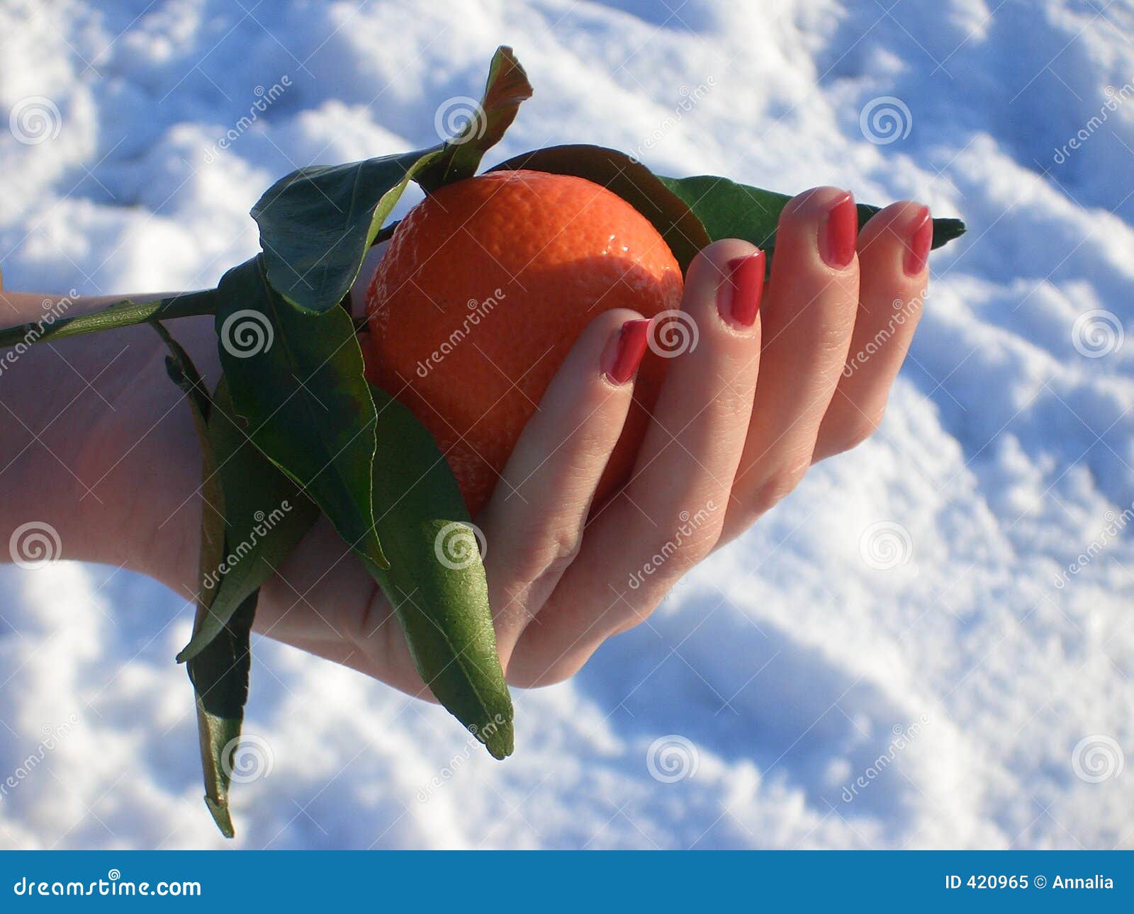 Winter mandarin stock image. Image of healty, fruit, finger - 420965