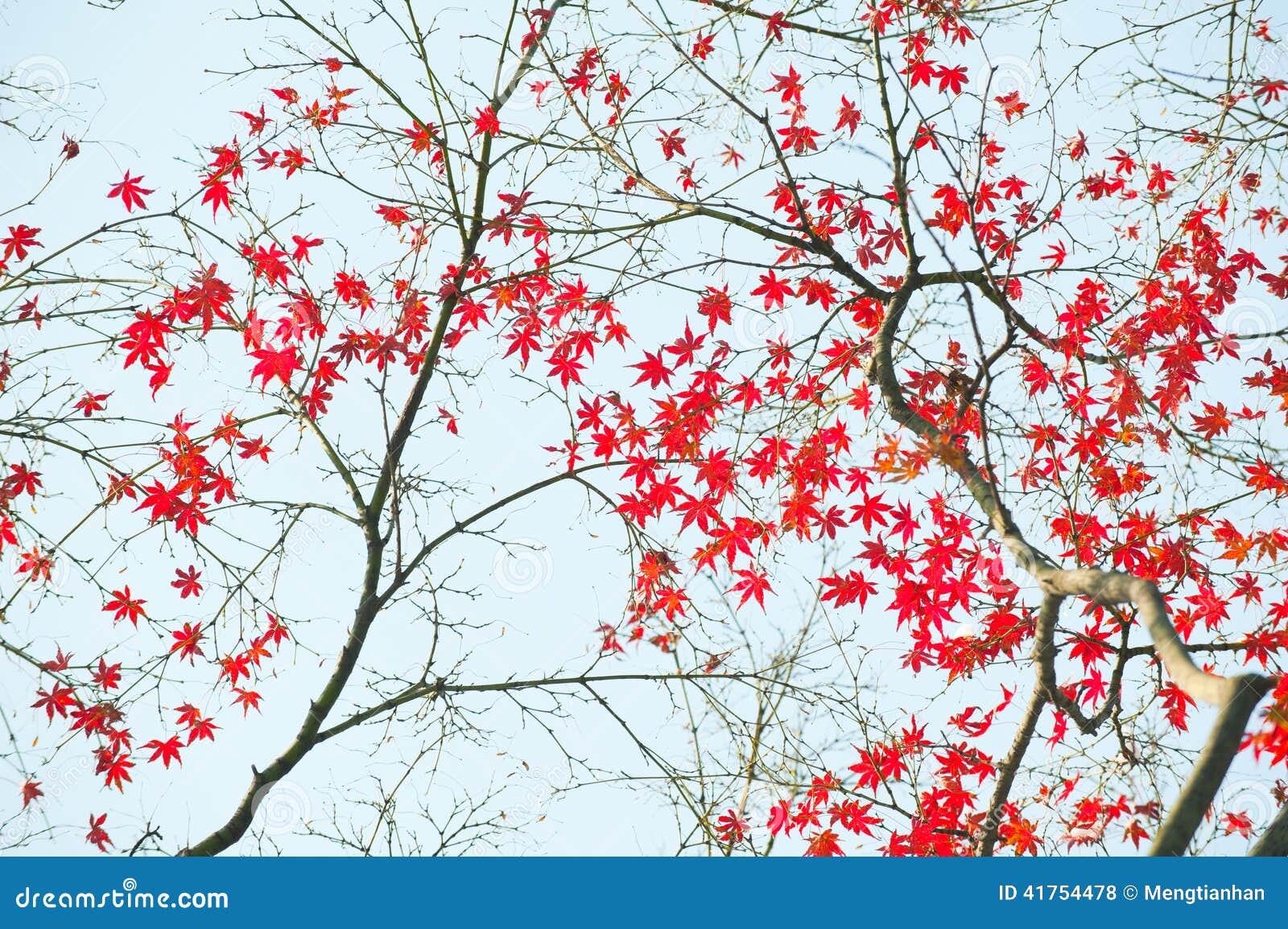 Winter maple stock photo. Image of colorful, flora, natural - 41754478