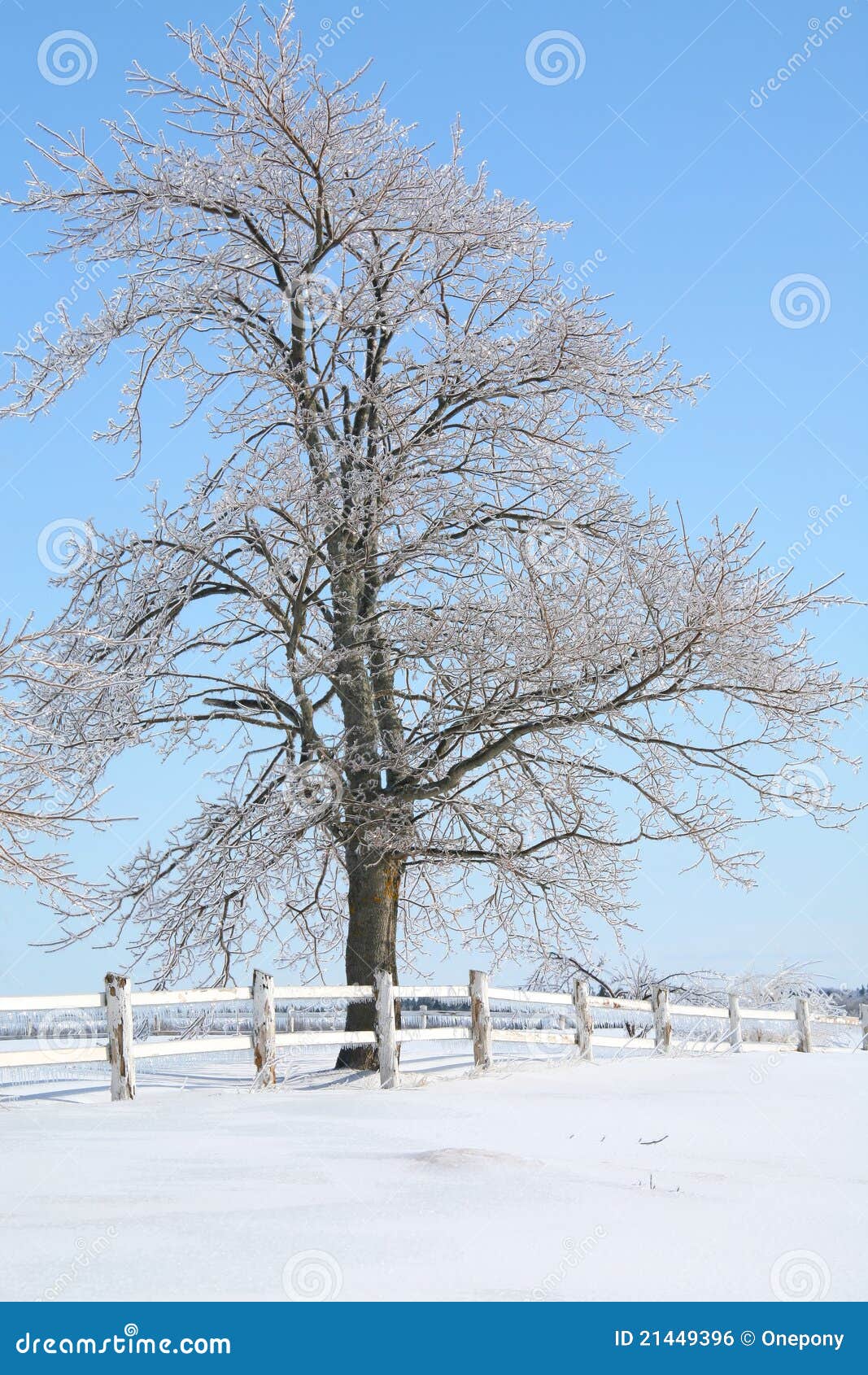 Maple Tree In Winter