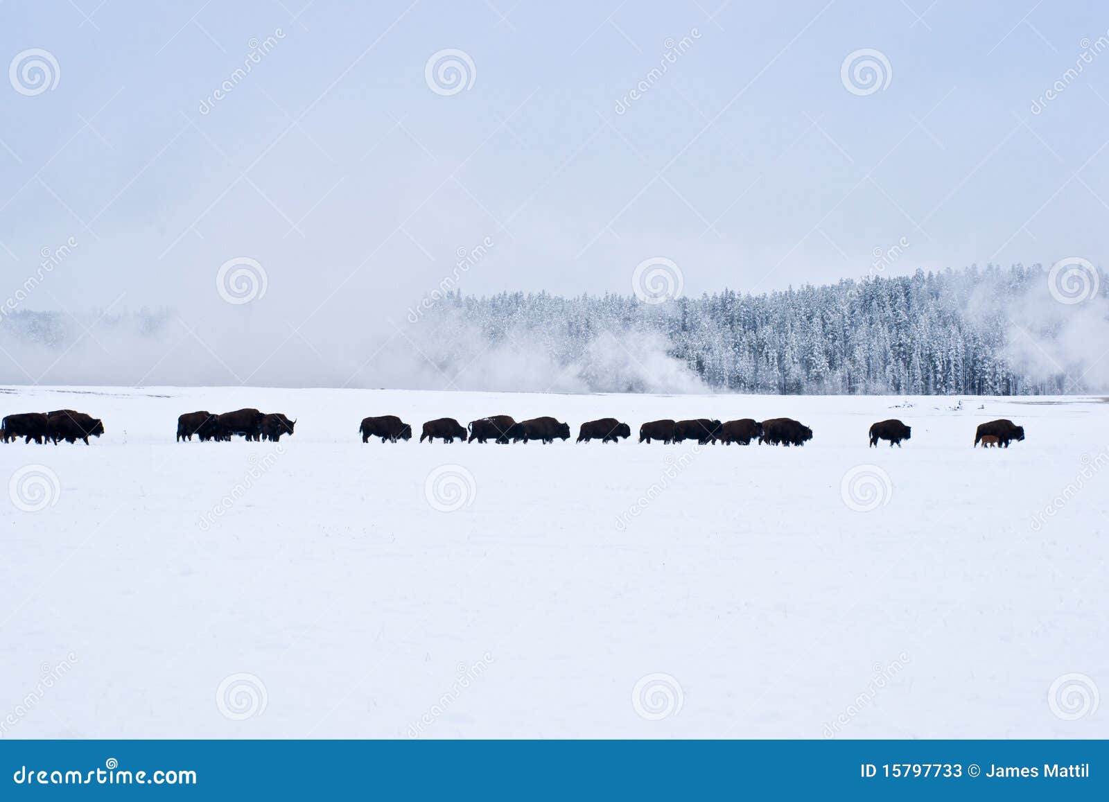 Winter March stock image. Image of animal, park, abundance - 15797733