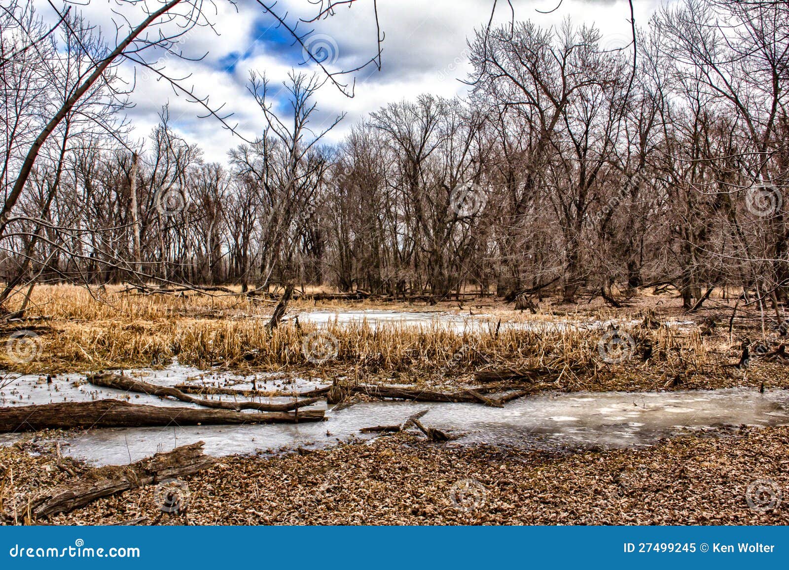 Winter at the Marsh stock image. Image of refuge, minnesota - 27499245