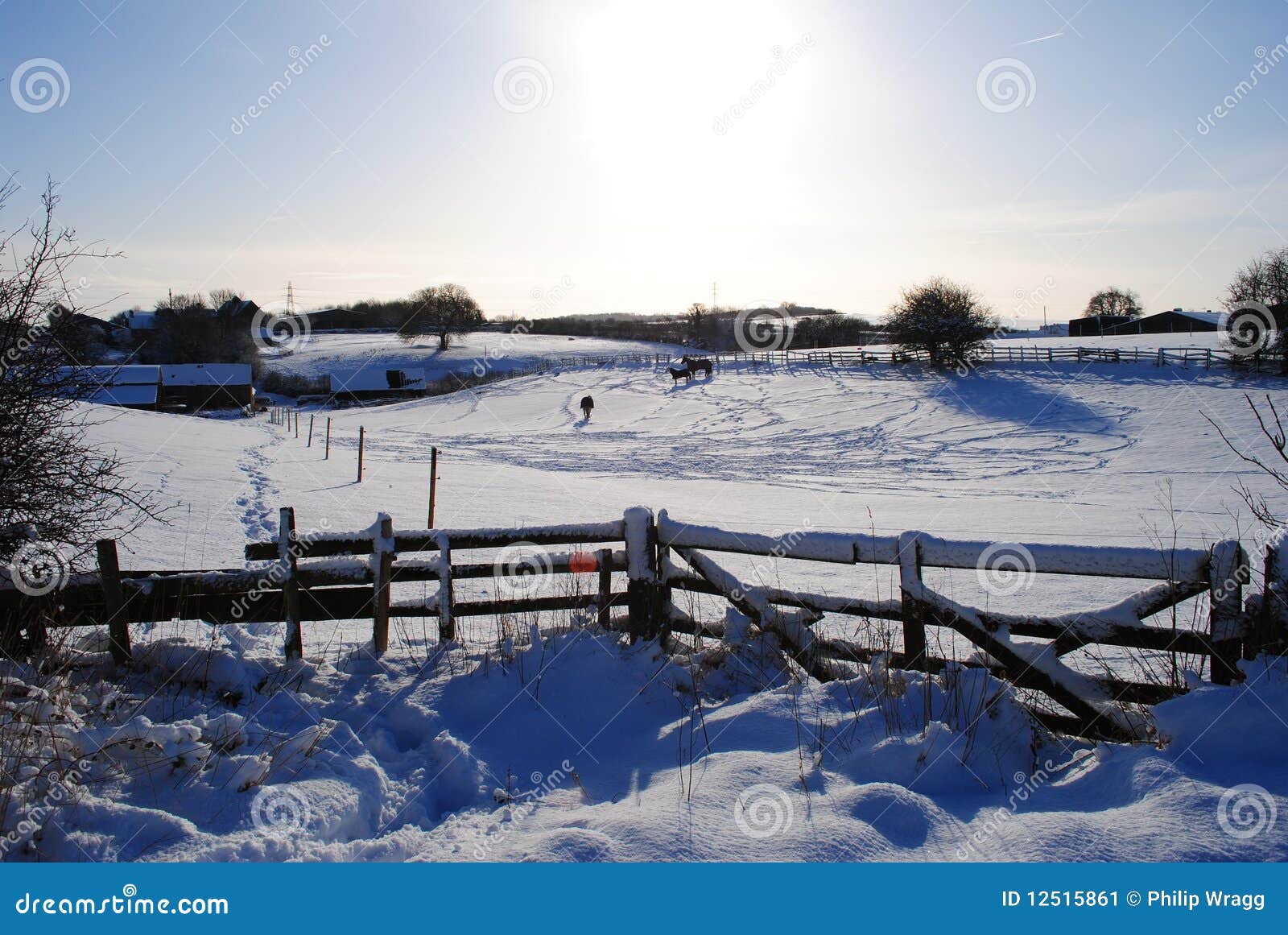 Winter meadow stock image. Image of fence, farm, trees - 12515861