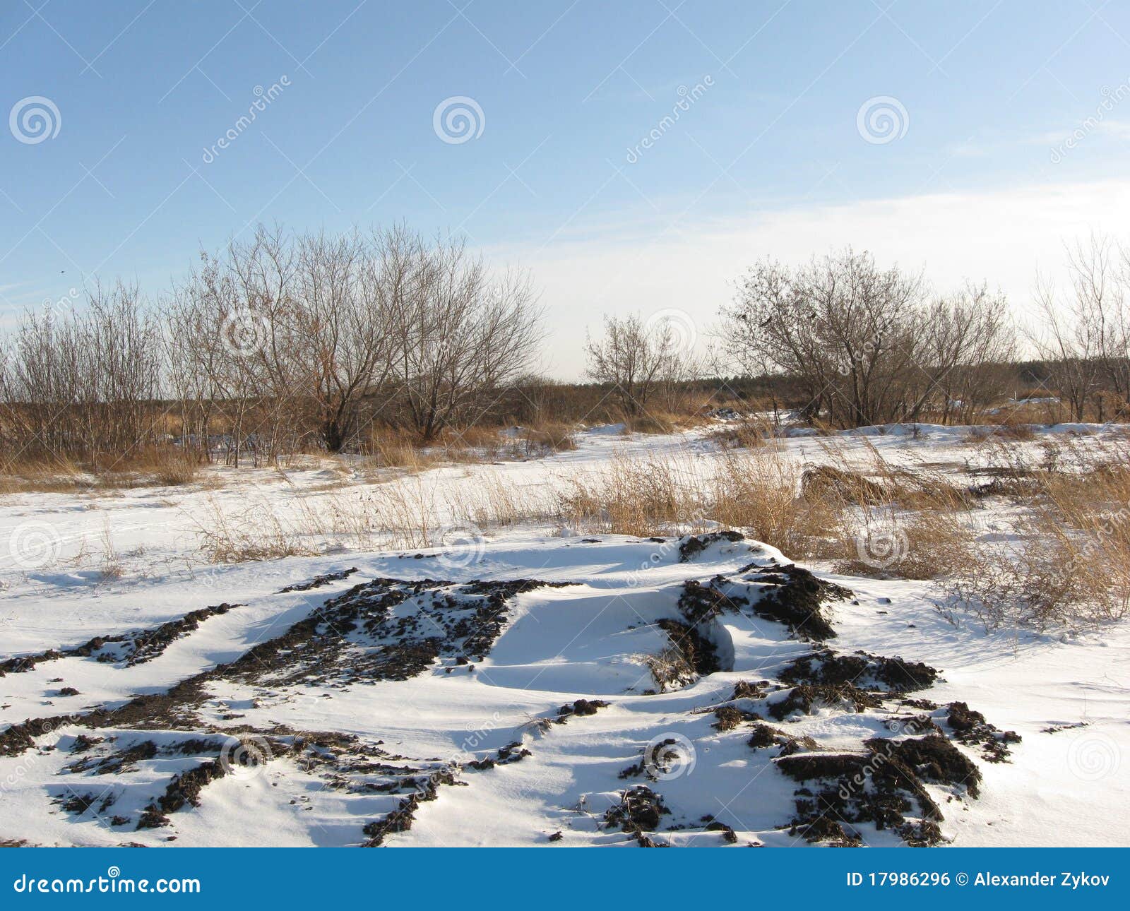 Winter meadow stock photo. Image of tree, scintillant - 17986296