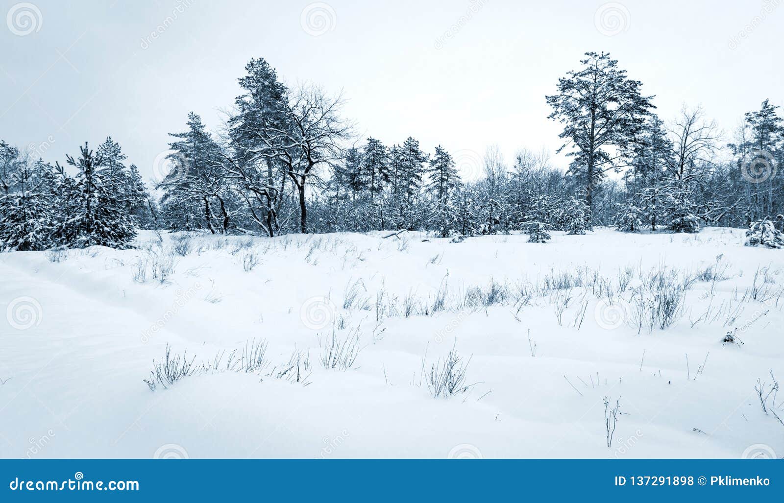 Winter meadow in forest stock photo. Image of frost - 137291898