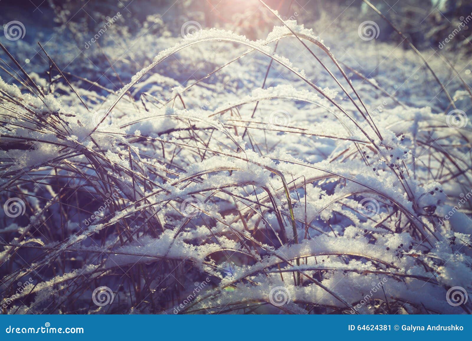 Winter meadow stock image. Image of closeup, flora, snowdrift - 64624381