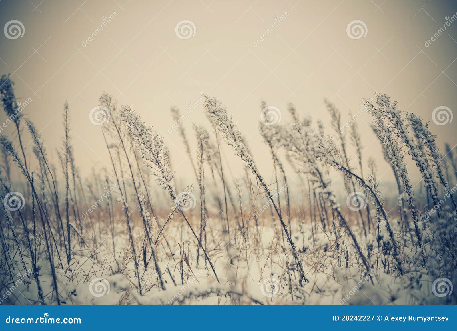 Winter meadow plants stock image. Image of apples, herbs - 28242227