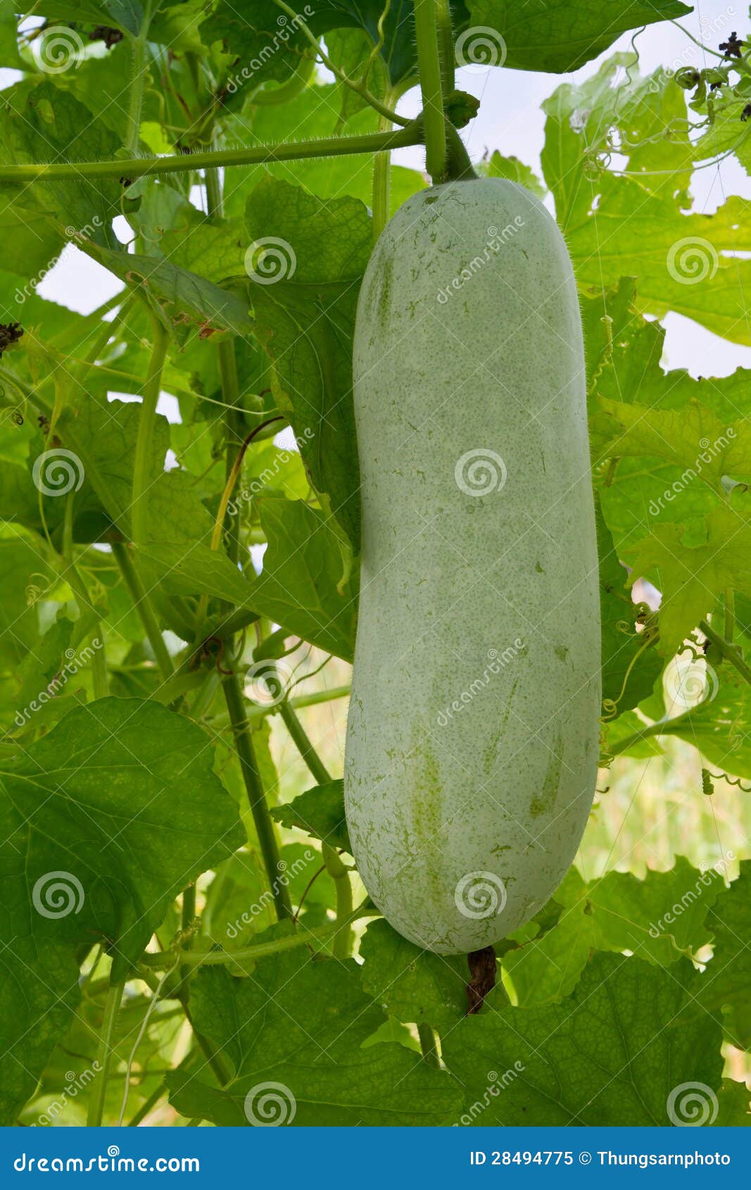 Winter Melon