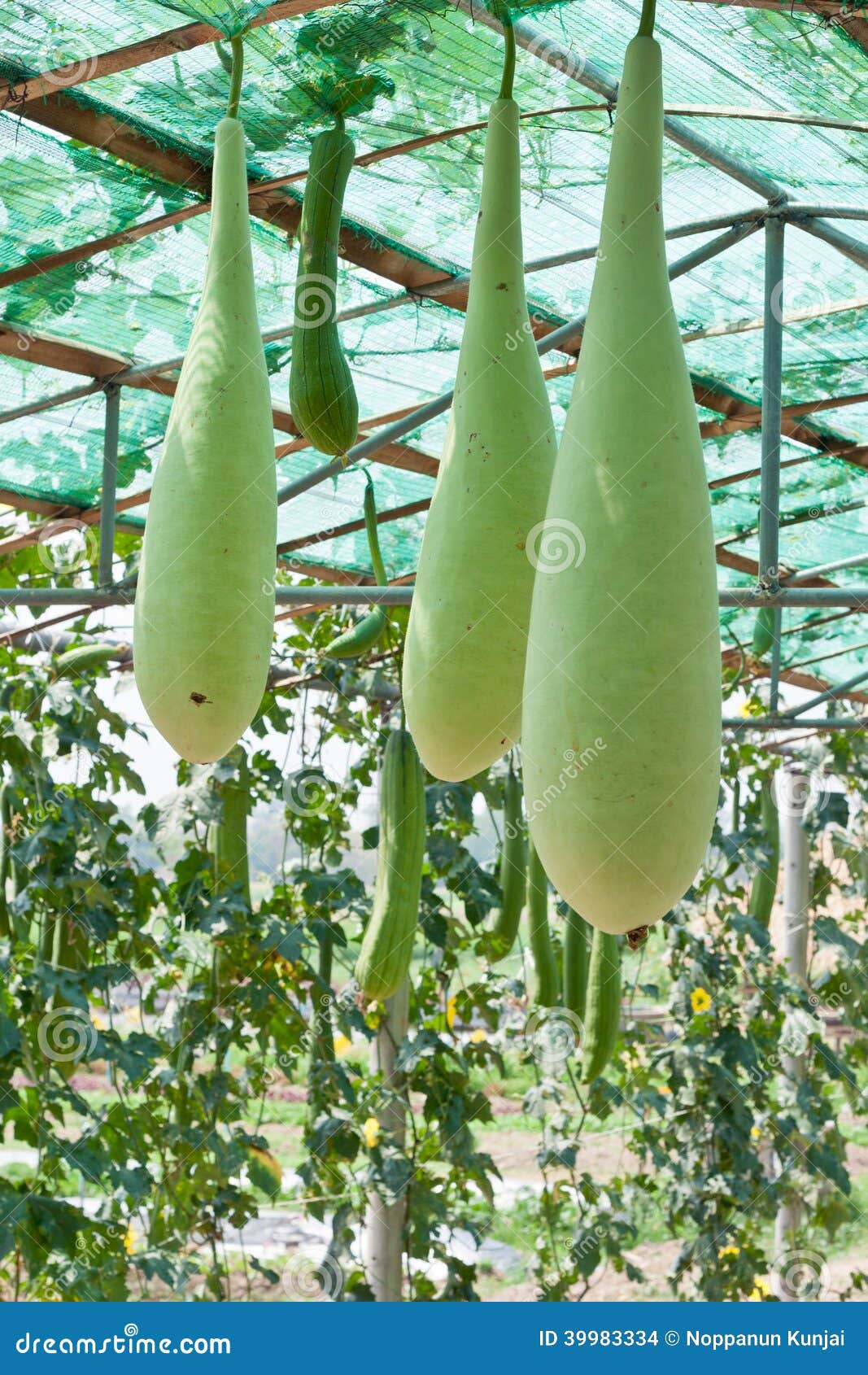 Winter Melon and Smooth Loofah Stock Photo - Image of planter, loofah ...