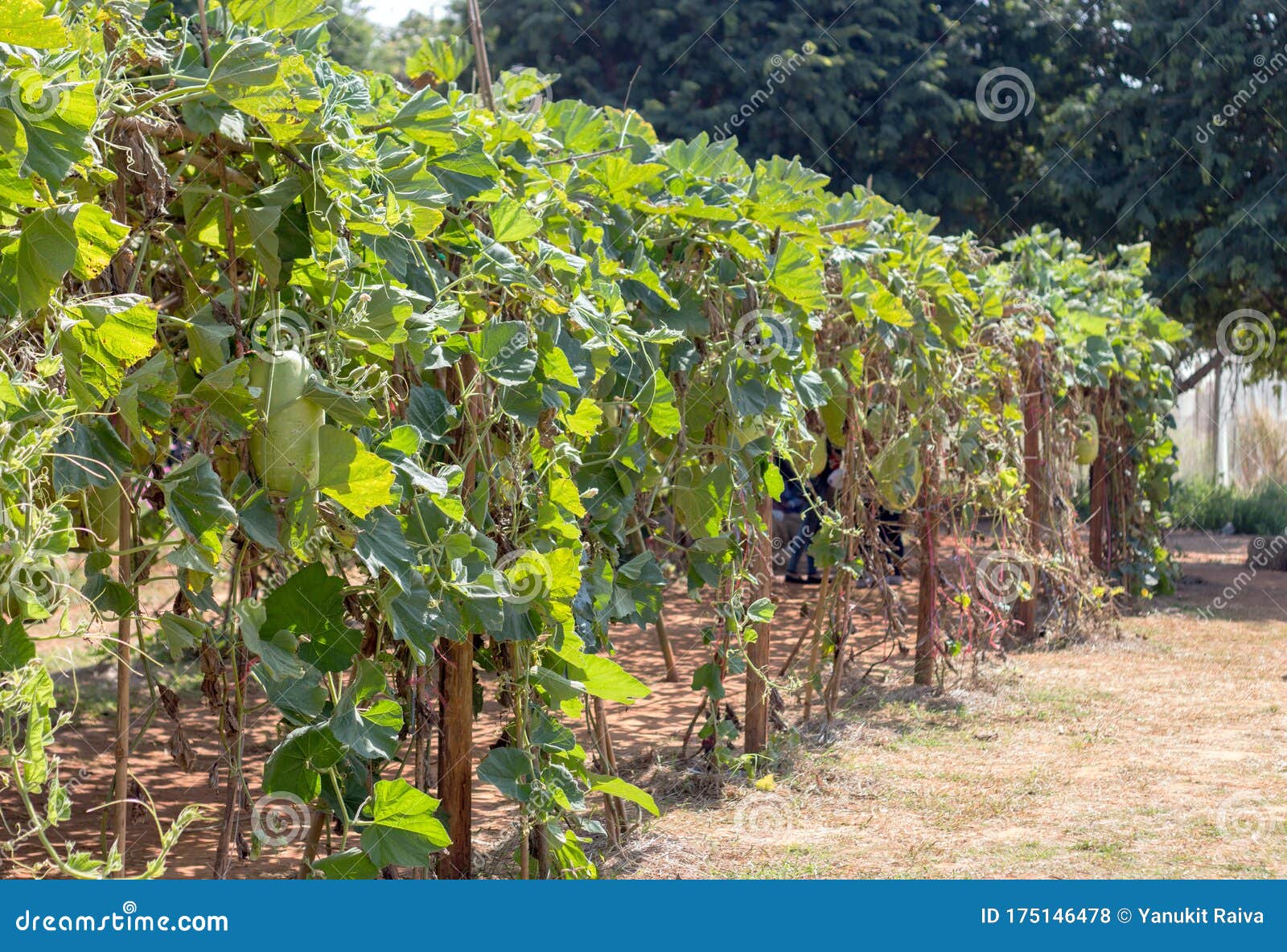 Winter Melon on Tree with Organic Agriculture Stock Photo - Image of ...