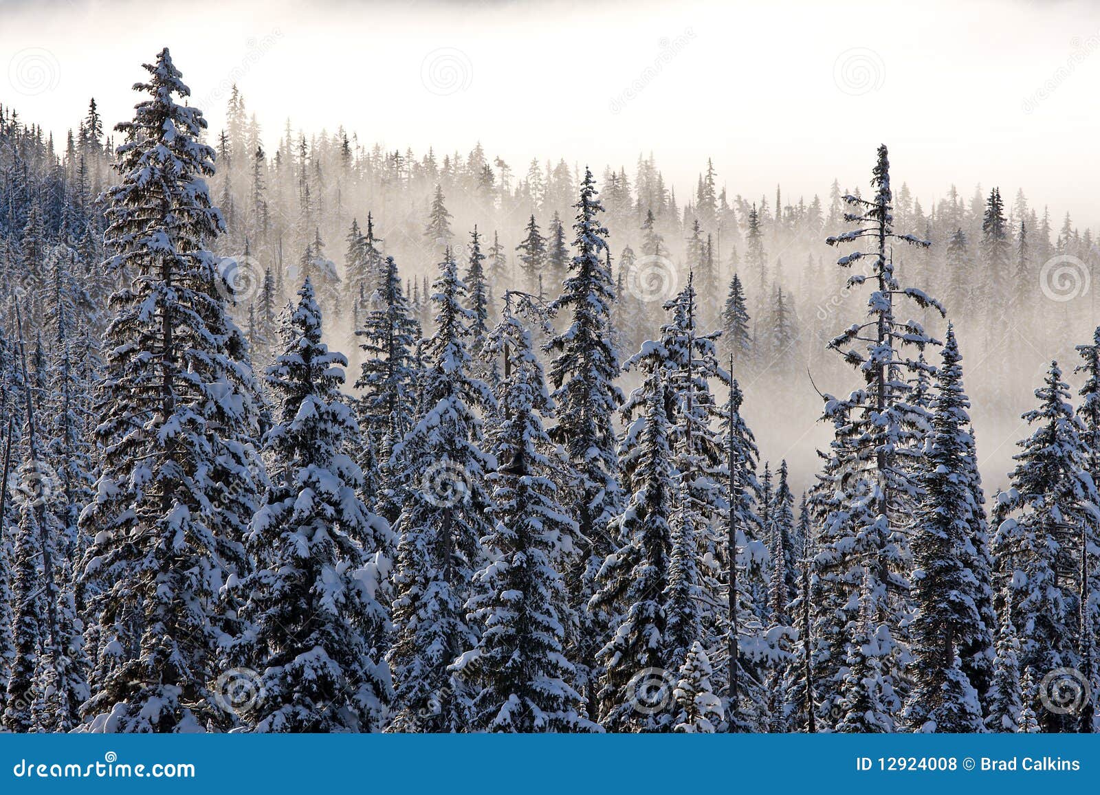 Winter mist stock photo. Image of snowy, winter, snow - 12924008