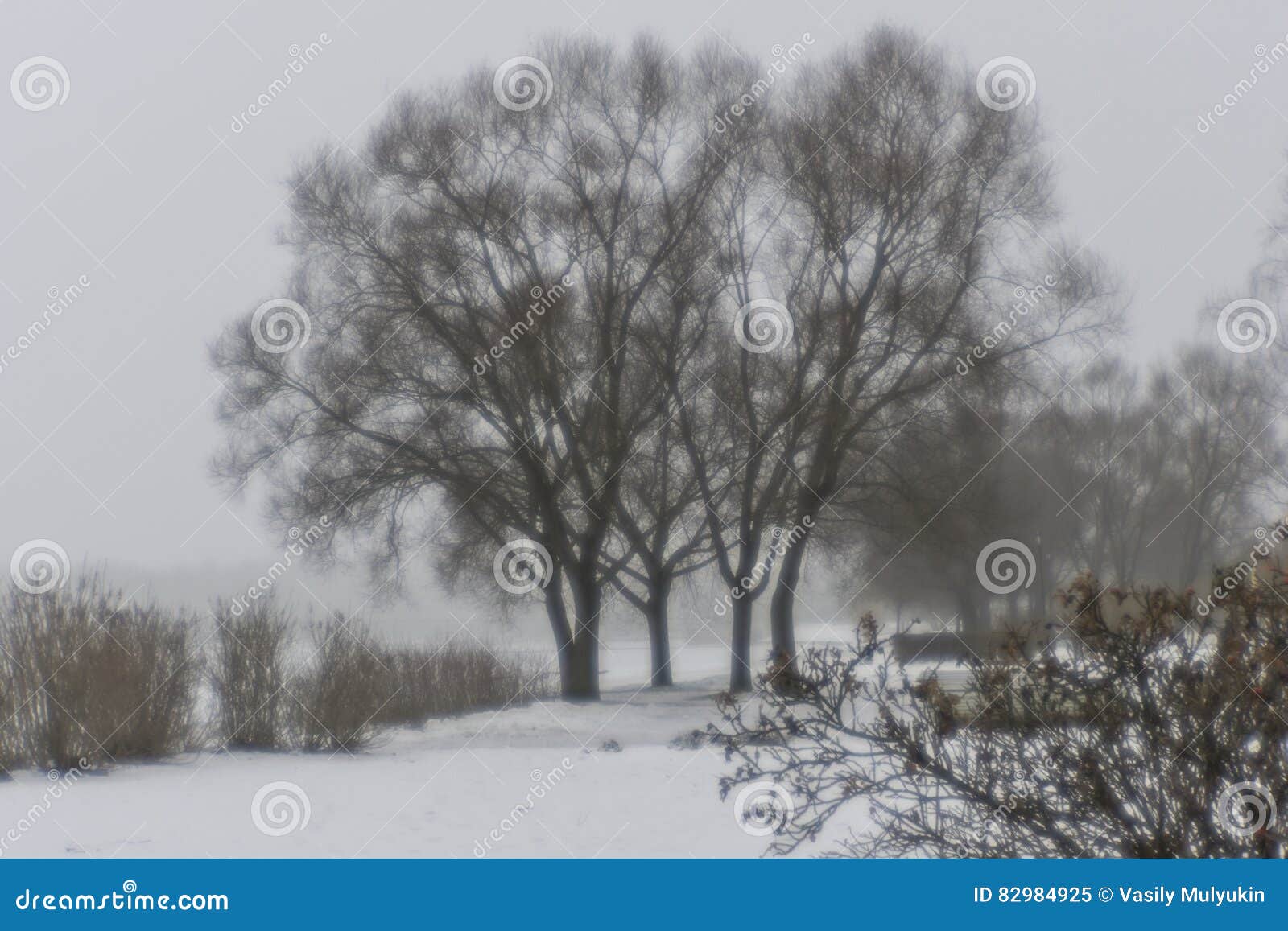 Winter mist stock image. Image of bushes, blur, cold - 82984925