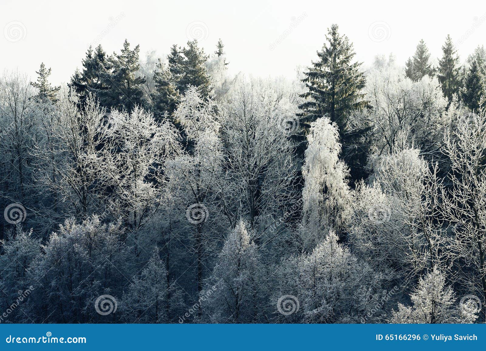 Winter Mixed Forest in Snow Stock Photo - Image of snow, details: 65166296