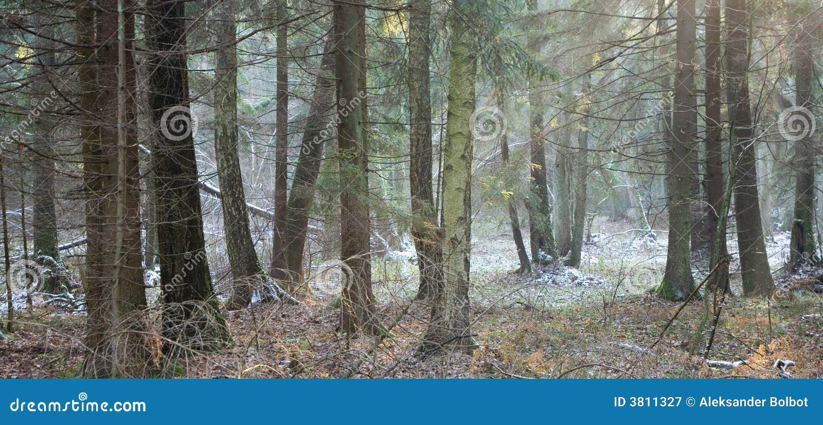 Winter Mixed Forest before Sunset Stock Image - Image of season, tree ...