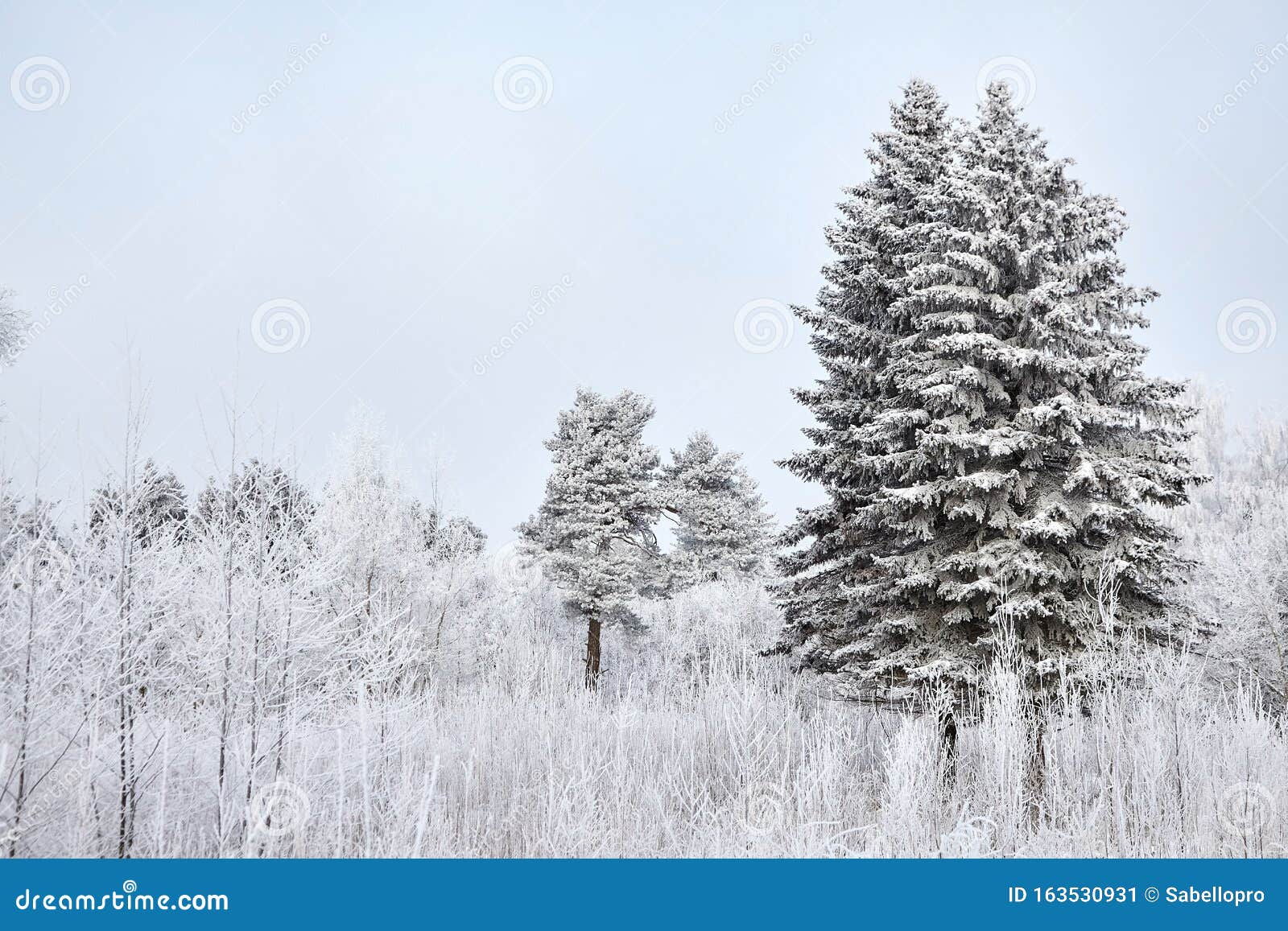 Winter Mixed Forest. Trees Covered with White Snow Stock Image - Image ...