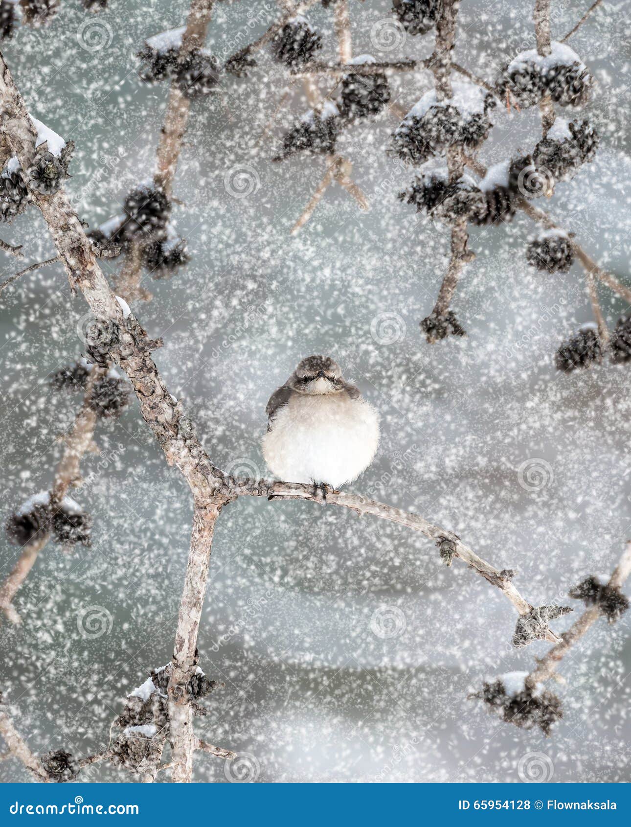 Winter Mockingbird stock photo. Image of cone, animal - 65954128