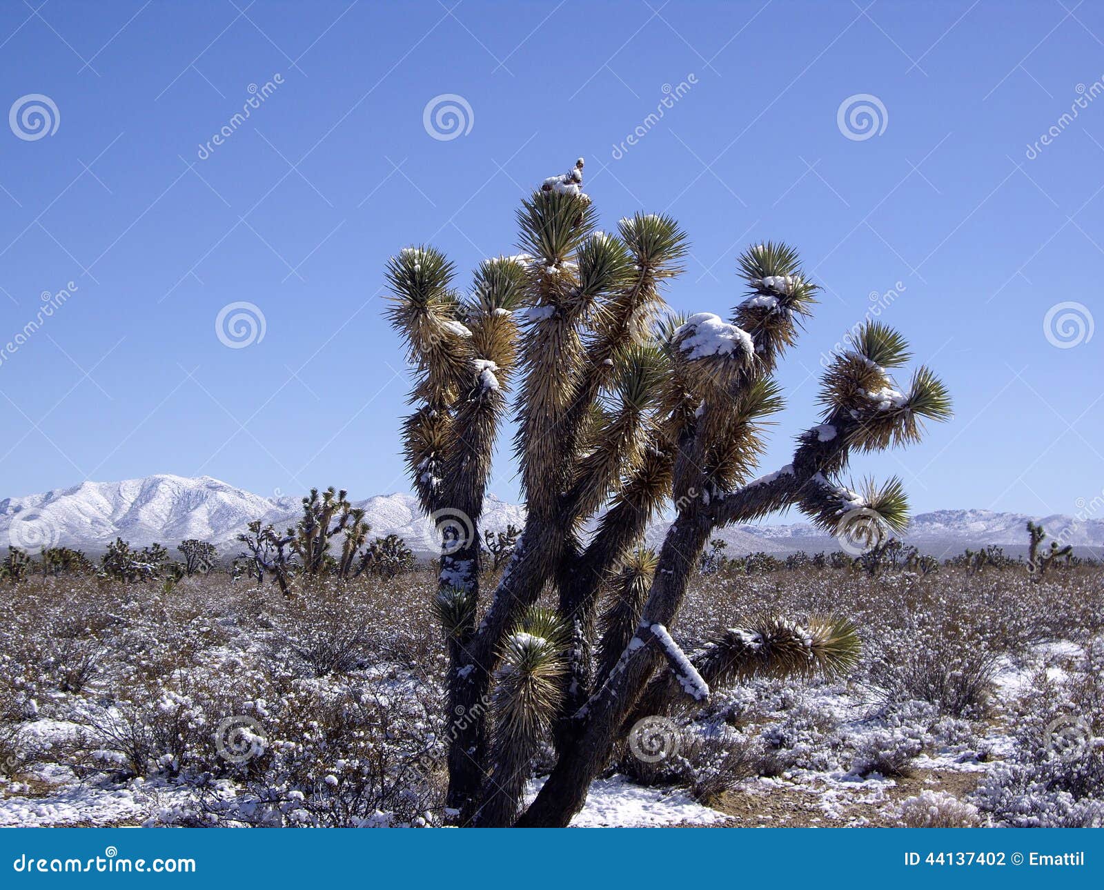 Winter in Mojave Desert Nevada Stock Photo - Image of tree, yucca: 44137402