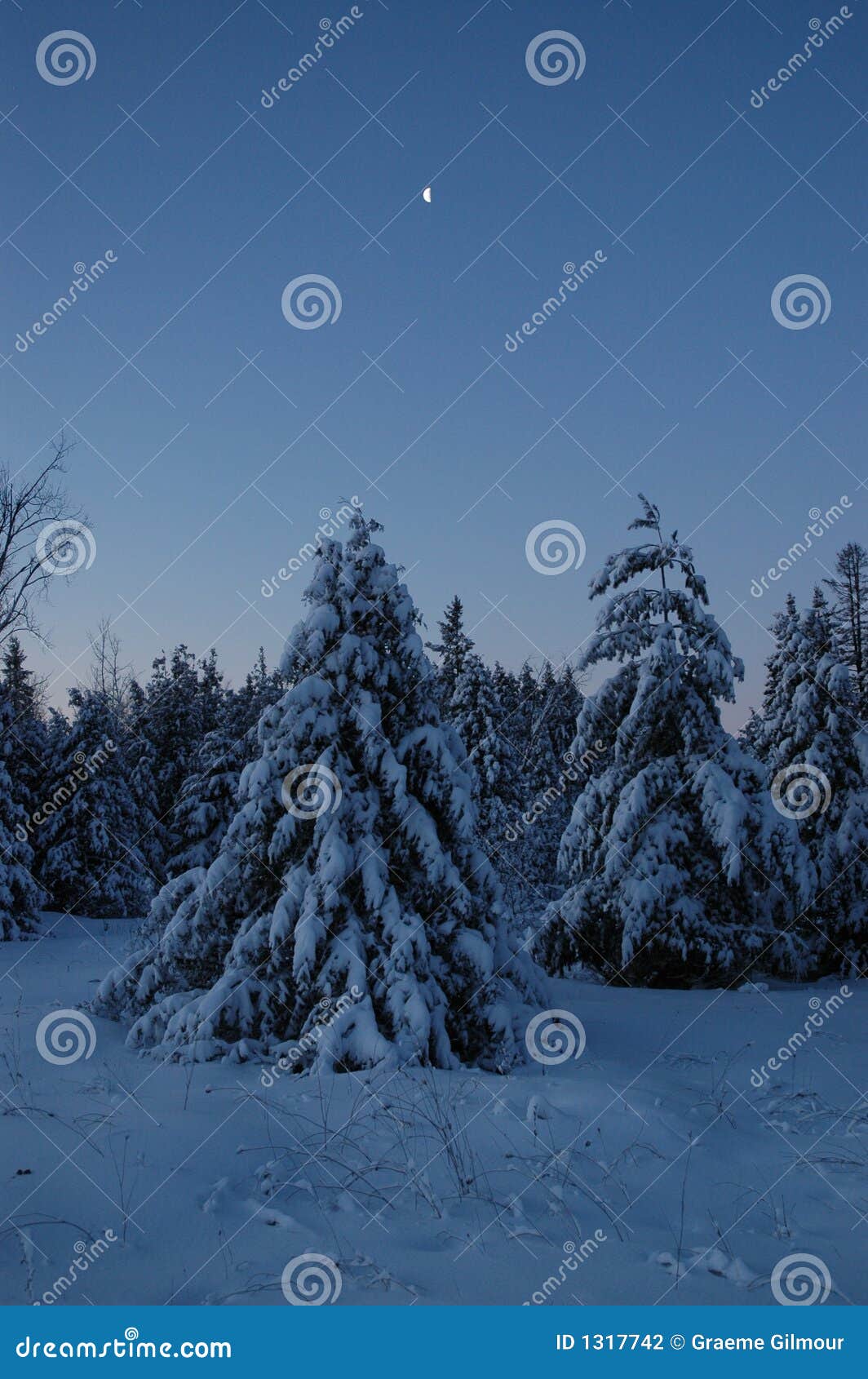 Winter morning stock photo. Image of freezing, christmas - 1317742