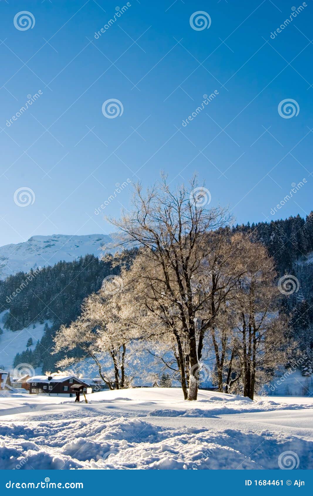 Winter Morning stock image. Image of clear, scene, trunk - 1684461