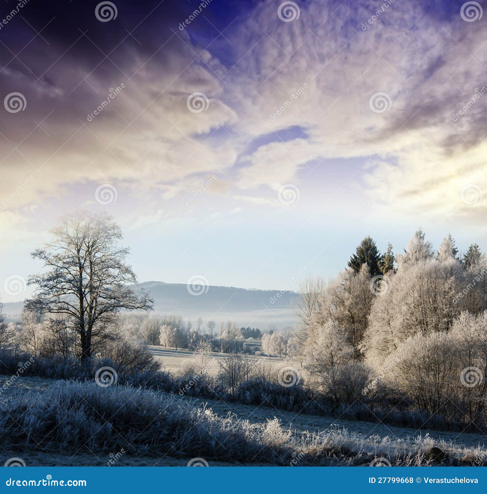 A winter morning stock photo. Image of nature, blue, bright - 27799668