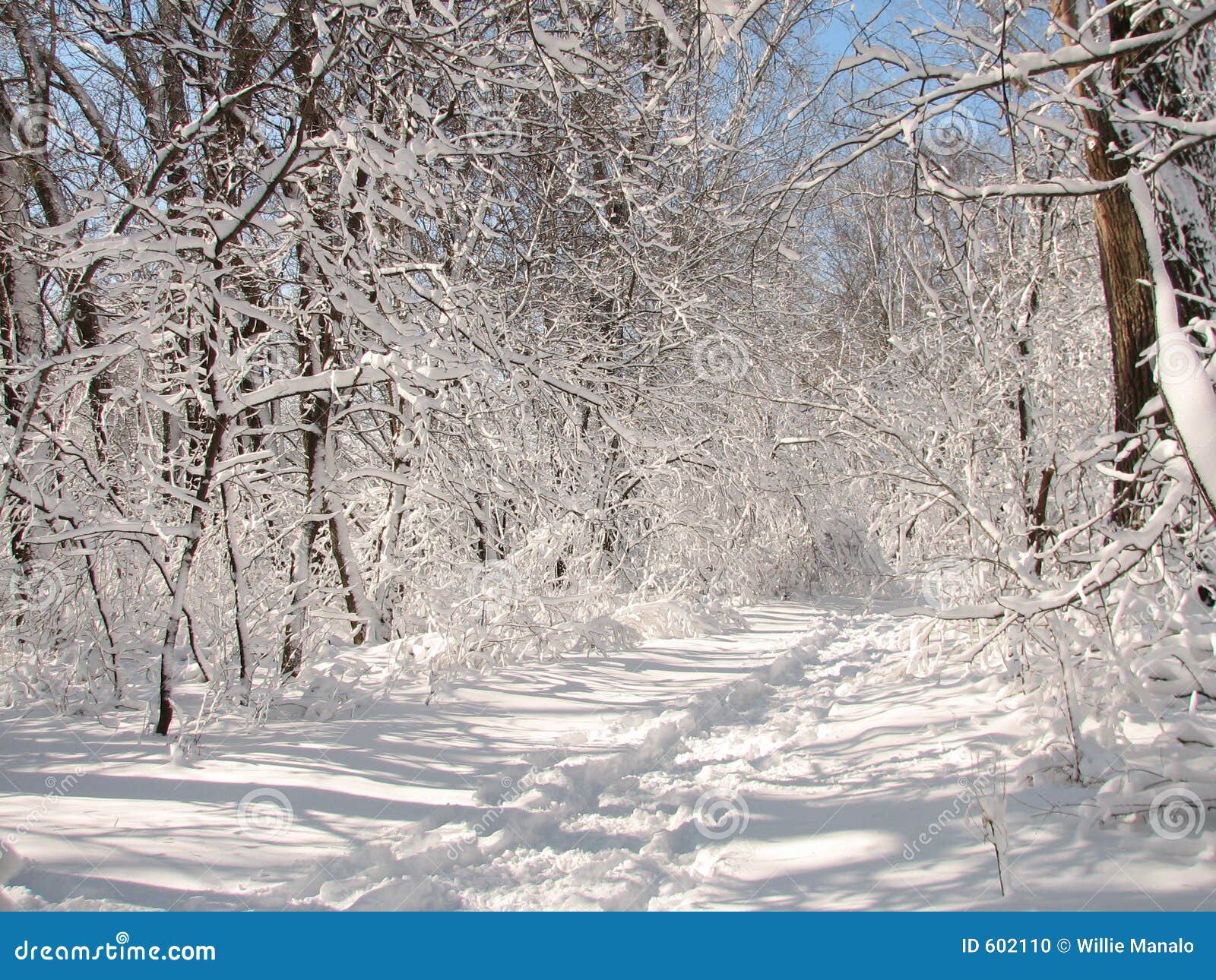 A Winter Morning stock photo. Image of snowy, season, snow - 602110
