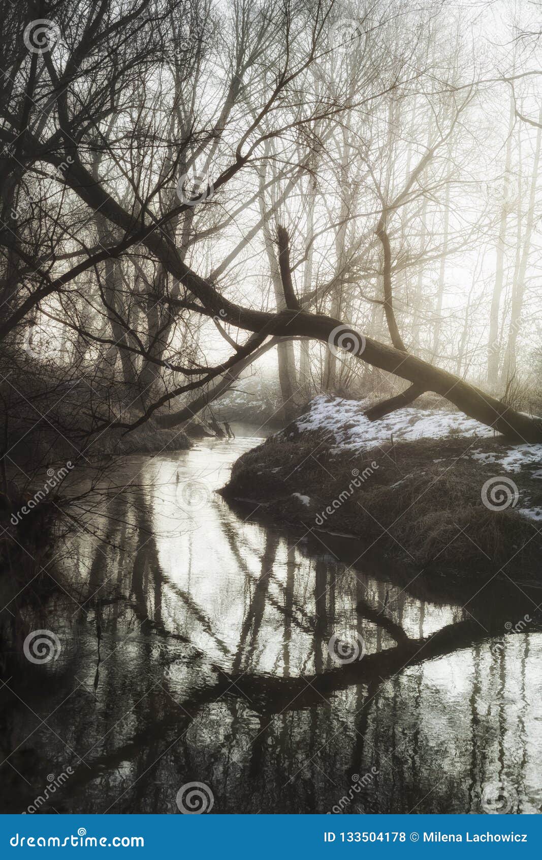Winter Morning in the Forest Stock Photo - Image of white, season ...
