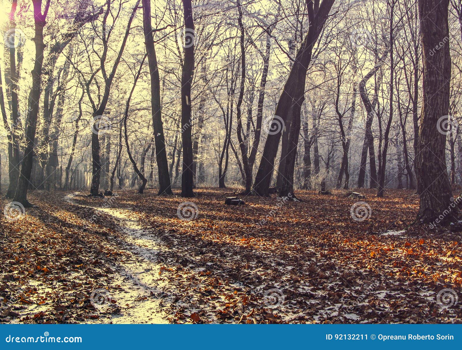 Winter morning in forest stock image. Image of ancient - 92132211