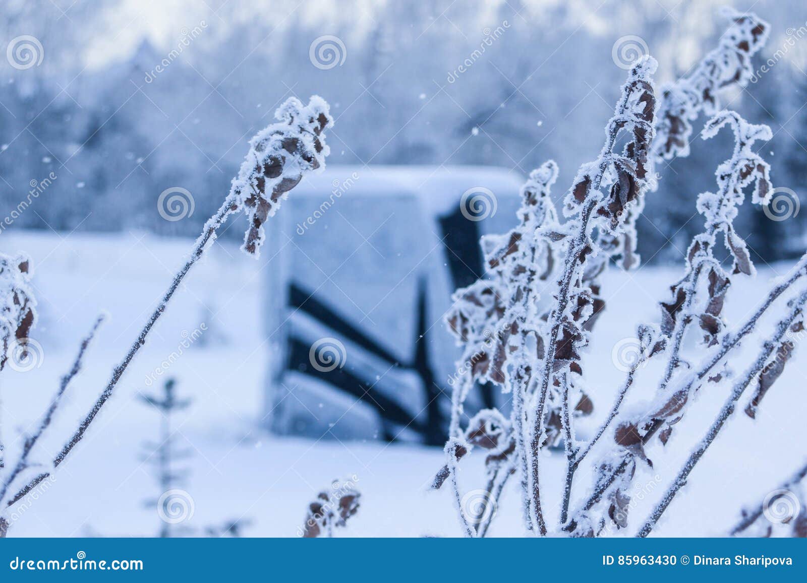 Winter Morning Scene with Falling Snow Stock Photo - Image of nature ...
