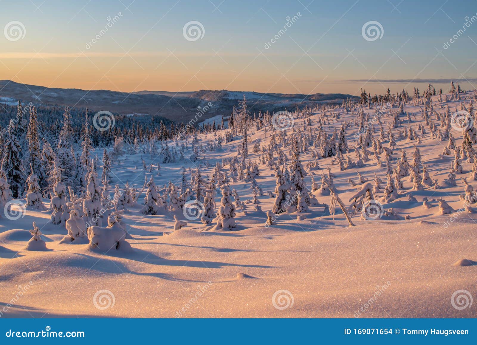Winter Morning Scene in Norway with Snow Covered Trees Stock Photo ...