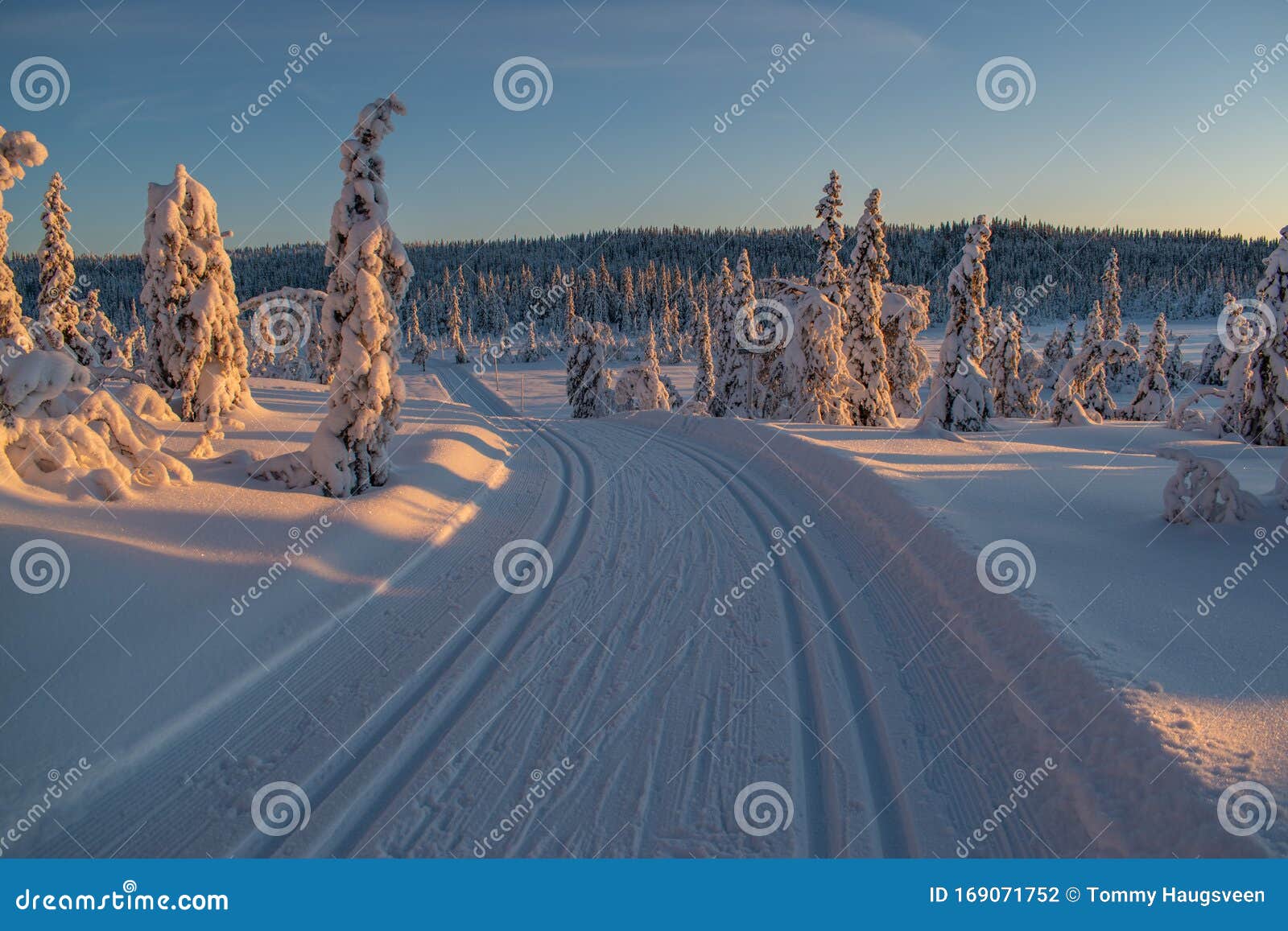 Winter Morning Scene in Norway with Snow Covered Trees Stock Photo ...