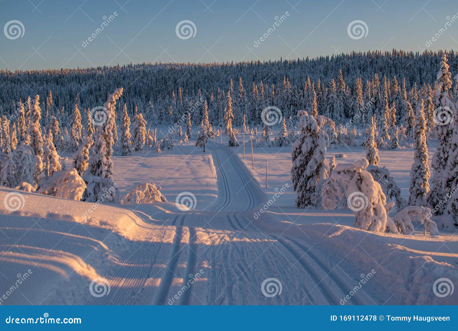 Winter Morning Scene in Norway with Snow Covered Trees Stock Photo ...