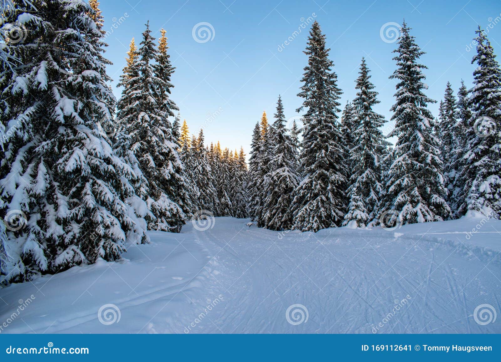 Winter Morning Scene in Norway with Snow Covered Trees Stock Image ...