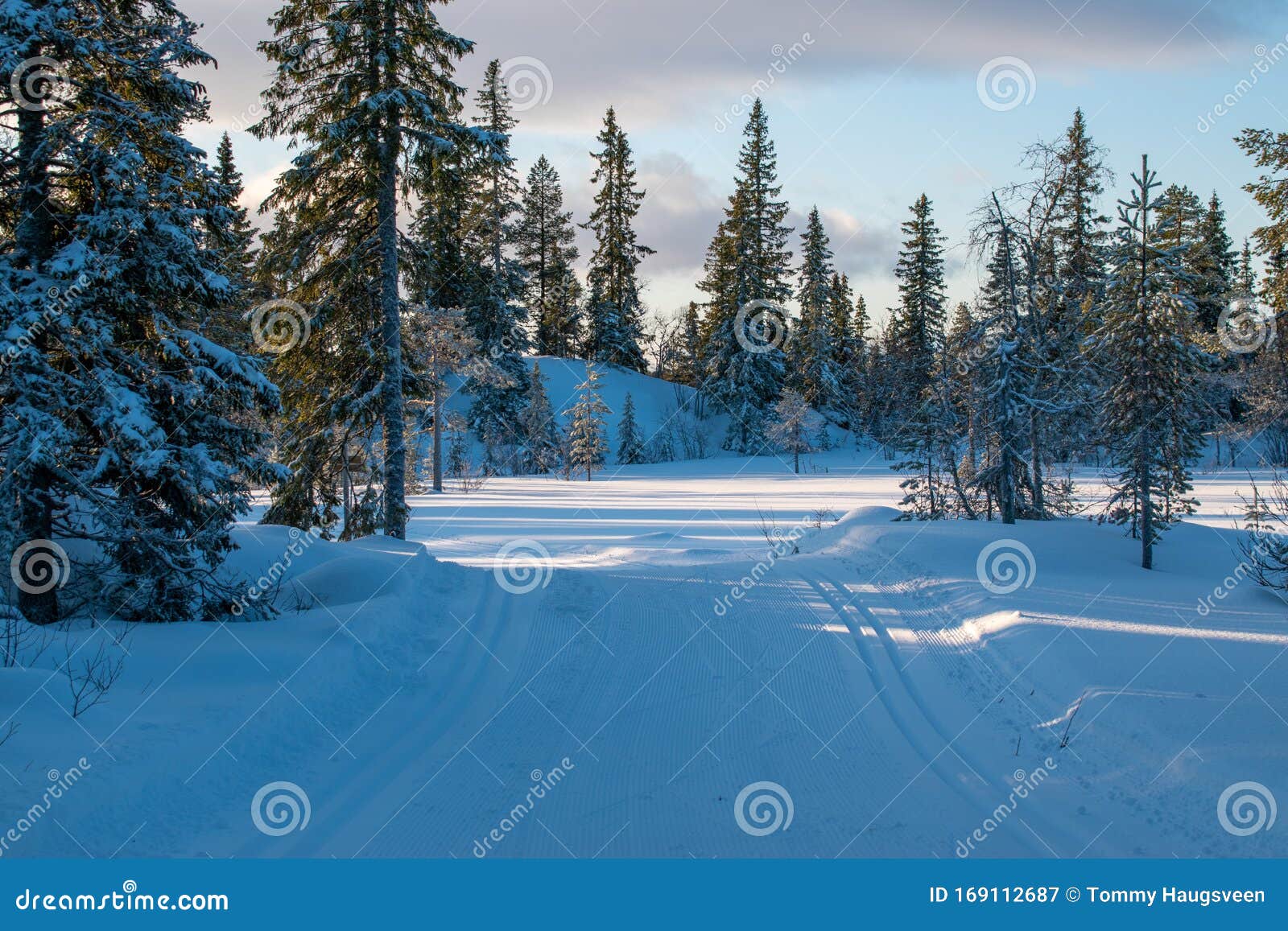Winter Morning Scene in Norway with Snow Covered Trees Stock Image ...