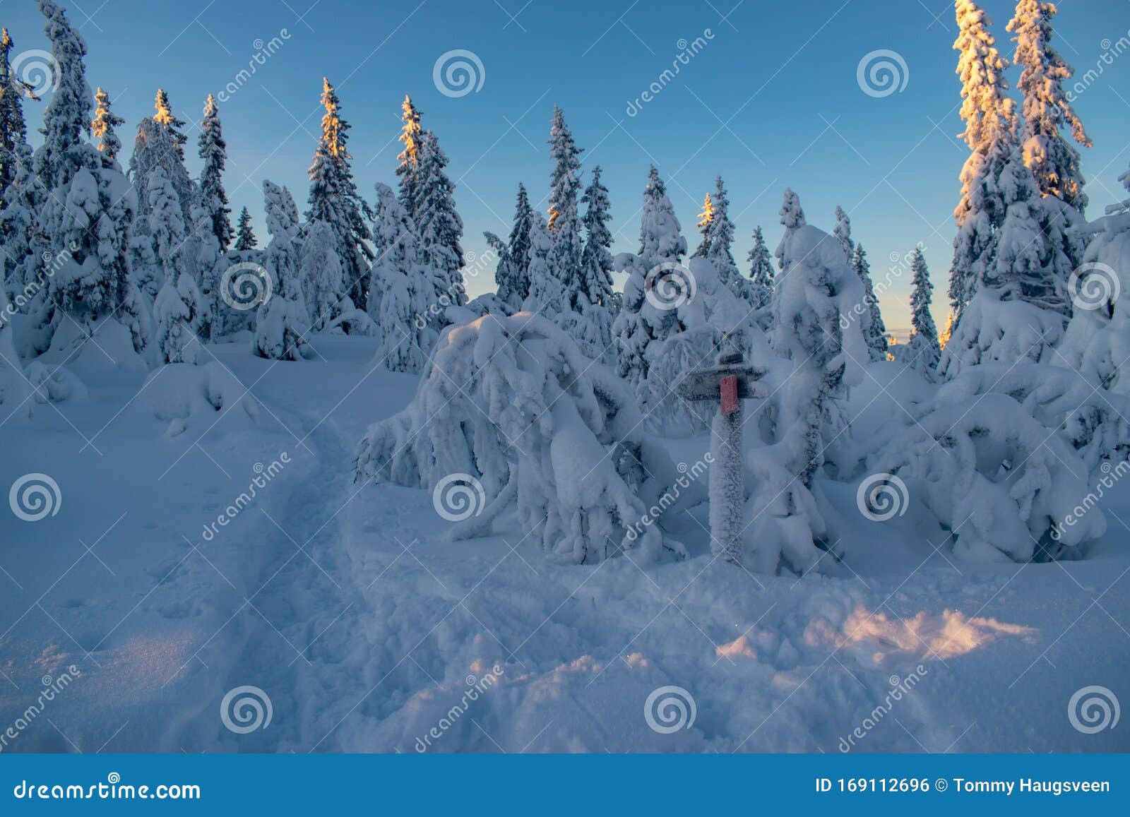 Winter Morning Scene in Norway with Snow Covered Trees Stock Photo ...