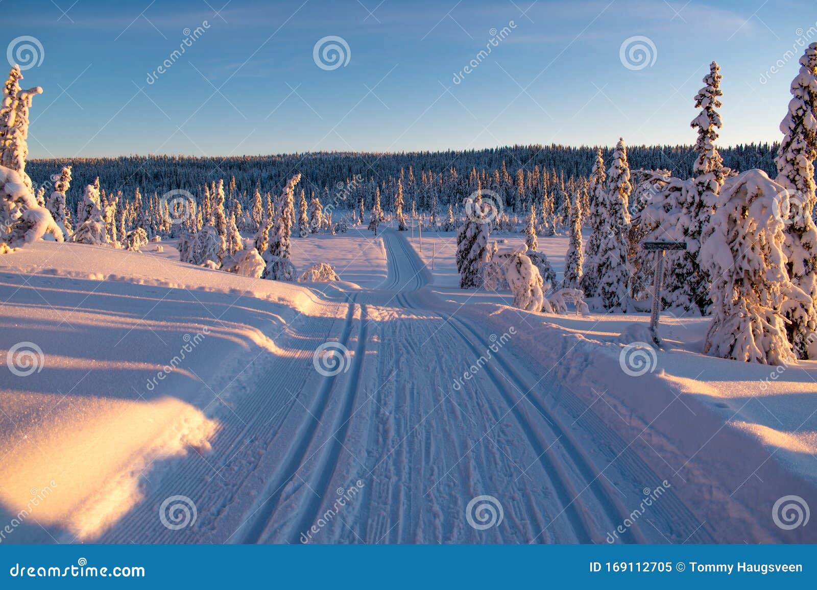 Winter Morning Scene in Norway with Snow Covered Trees Stock Image ...