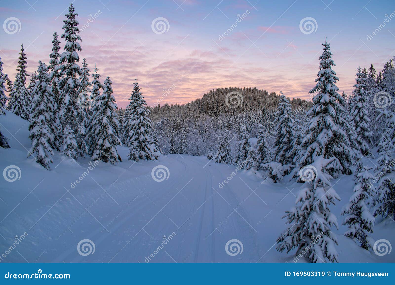 Winter Morning Scene in Norway with Snow Covered Trees Stock Image ...