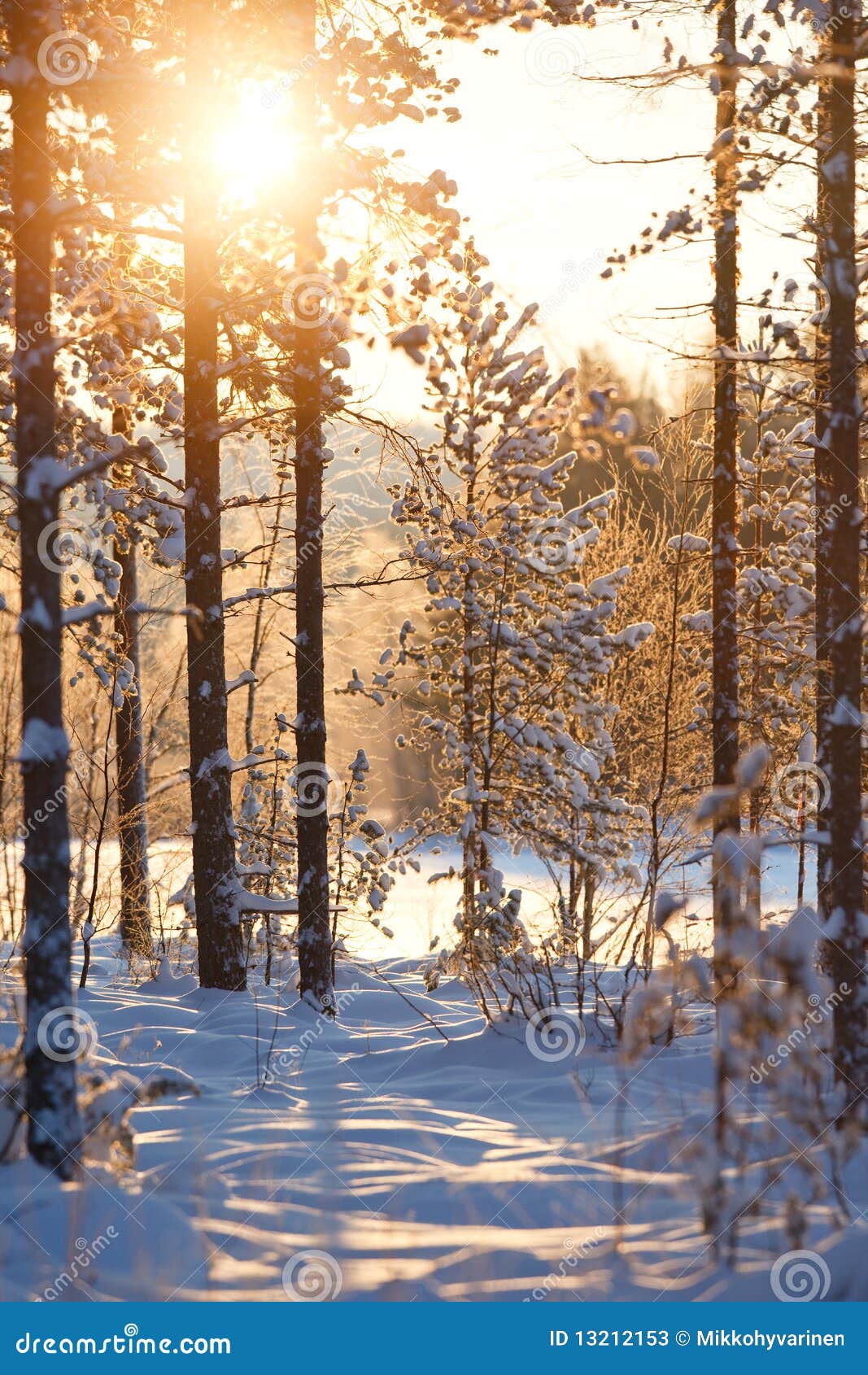 Winter morning snowy scene stock image. Image of forest - 13212153
