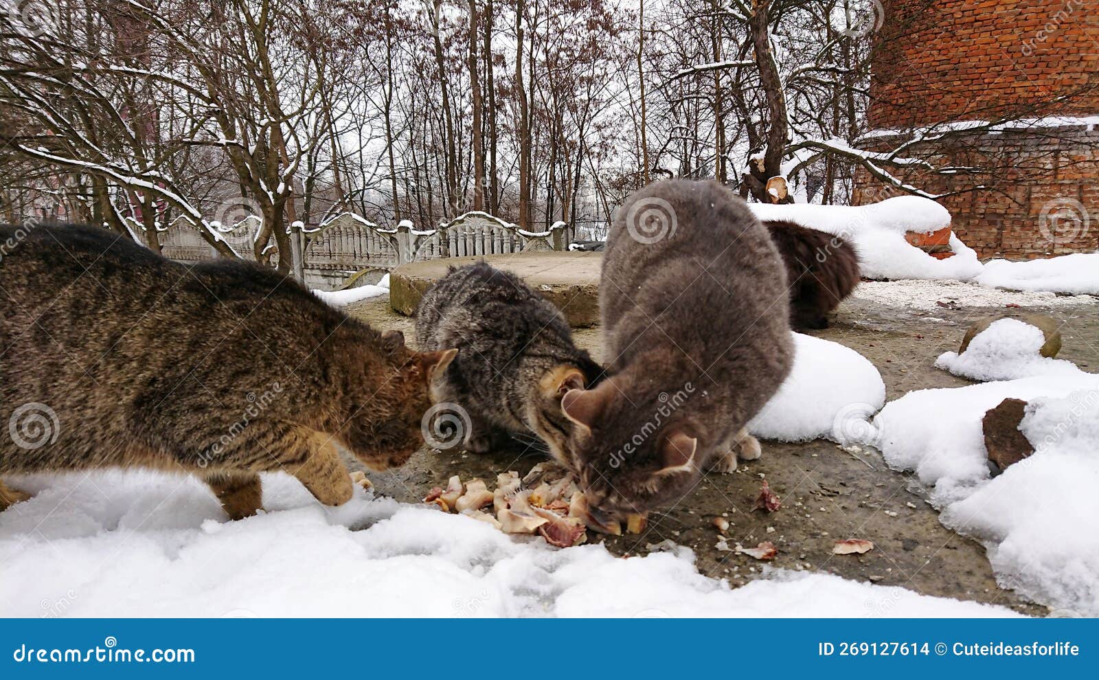 Winter Morning. Stray Cats Eat Stock Photo - Image of desert, winter ...