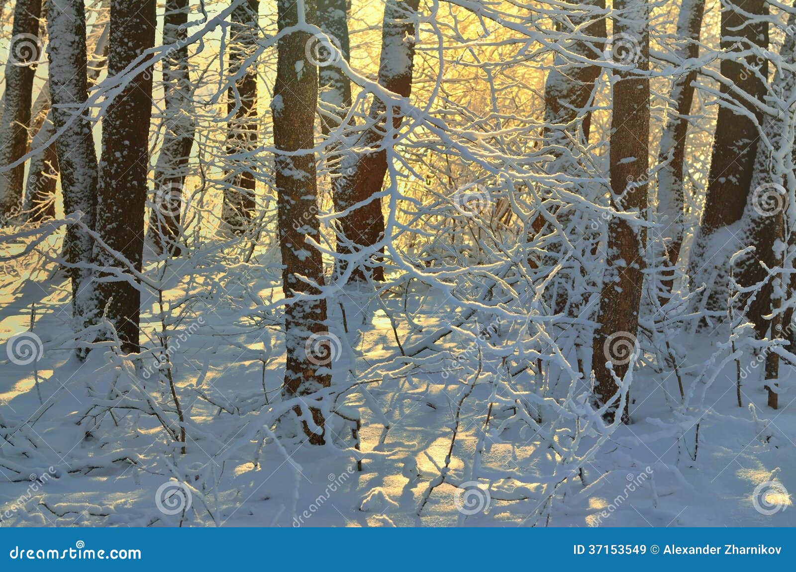 Winter morning stock image. Image of snow, view, valley - 37153549