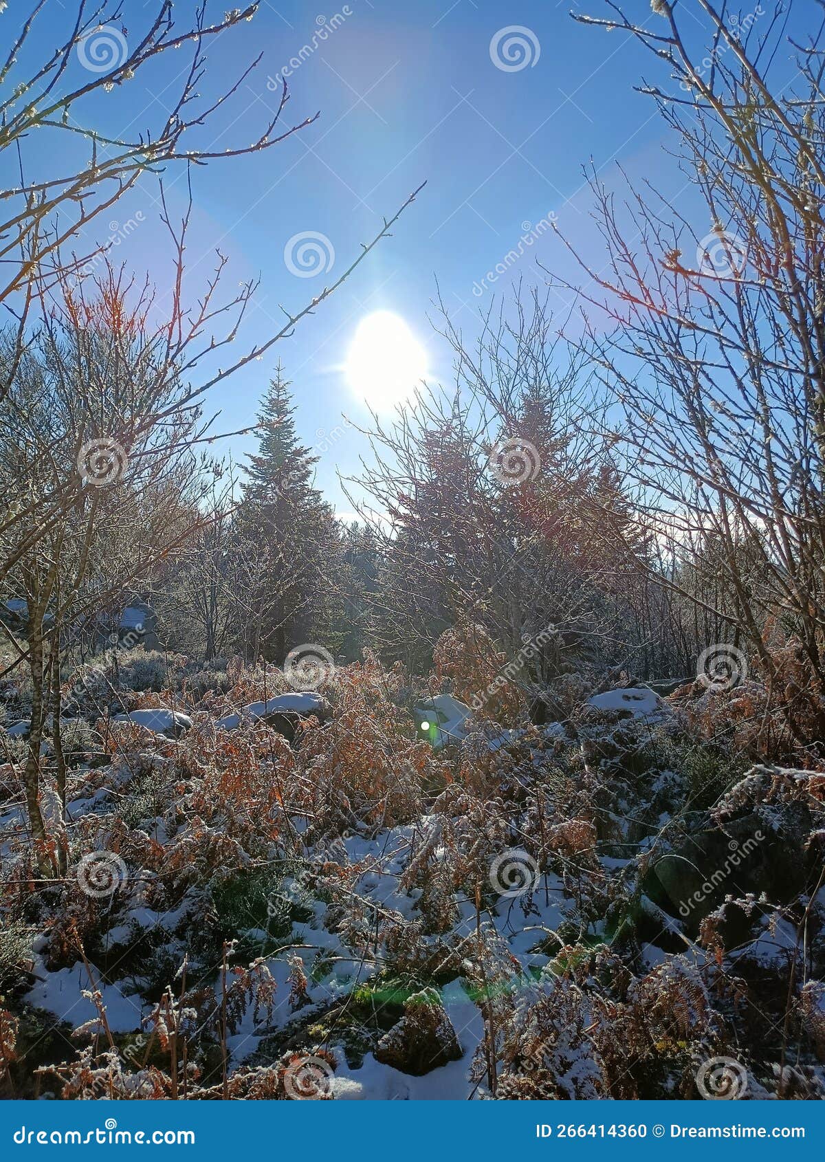 Winter Morning View Forest Sun Stock Photo - Image of winter, tree ...