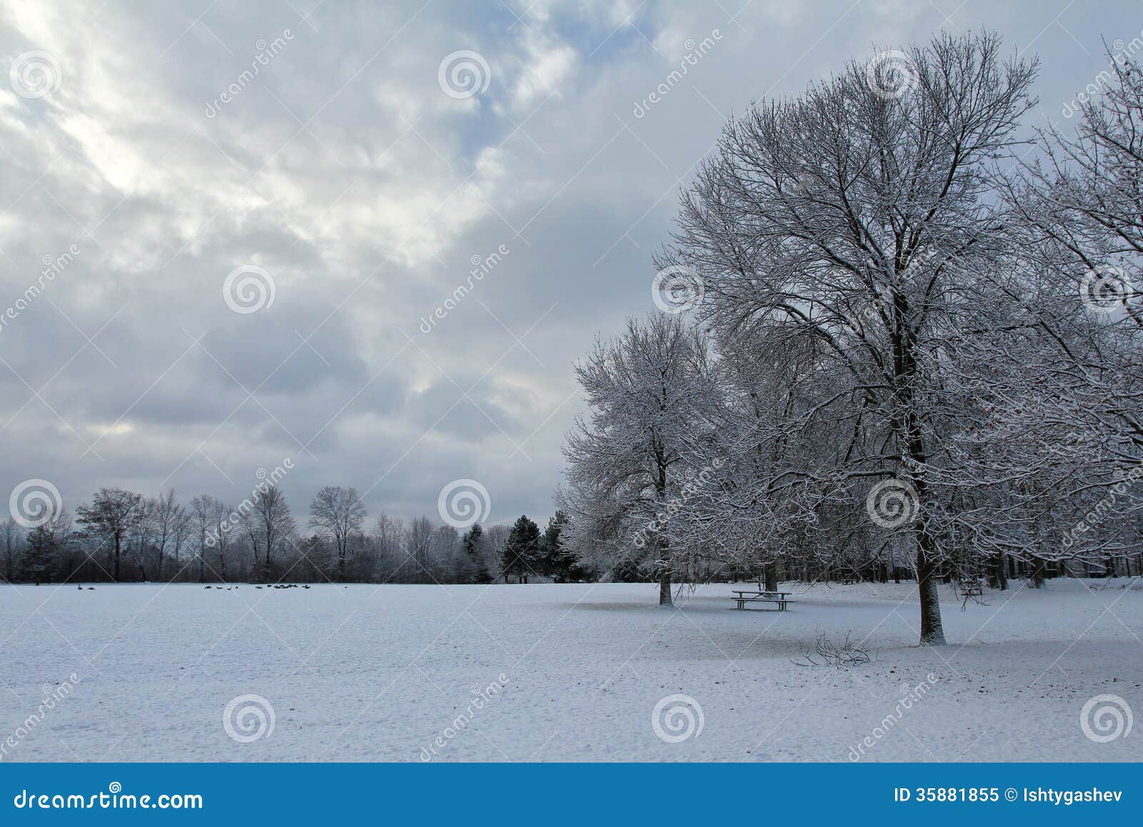 Winter Morning stock image. Image of snow, smooth, trees - 35881855