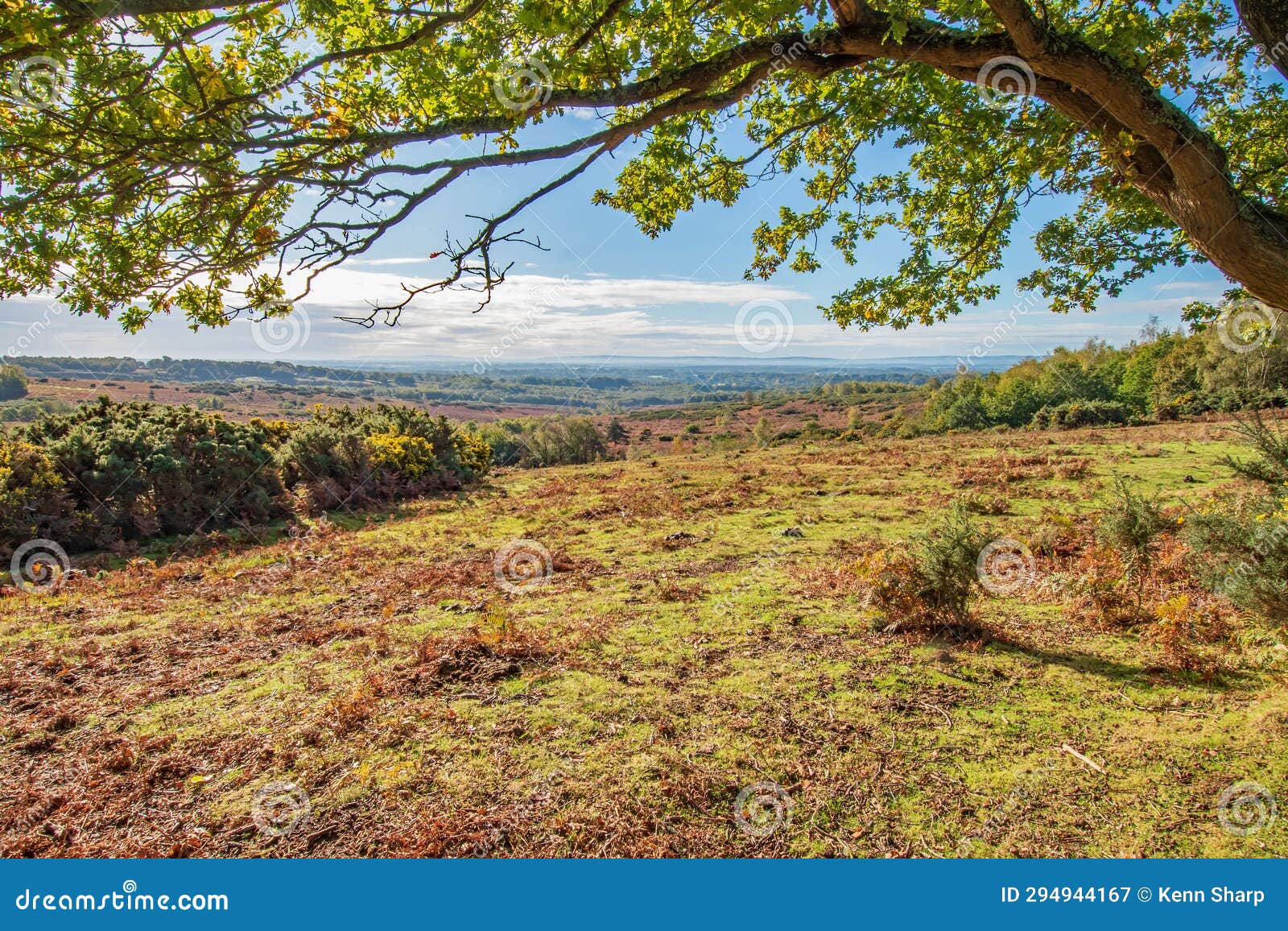 A Winter Morning View from Under a Tree on Ashdown Forest England Stock ...