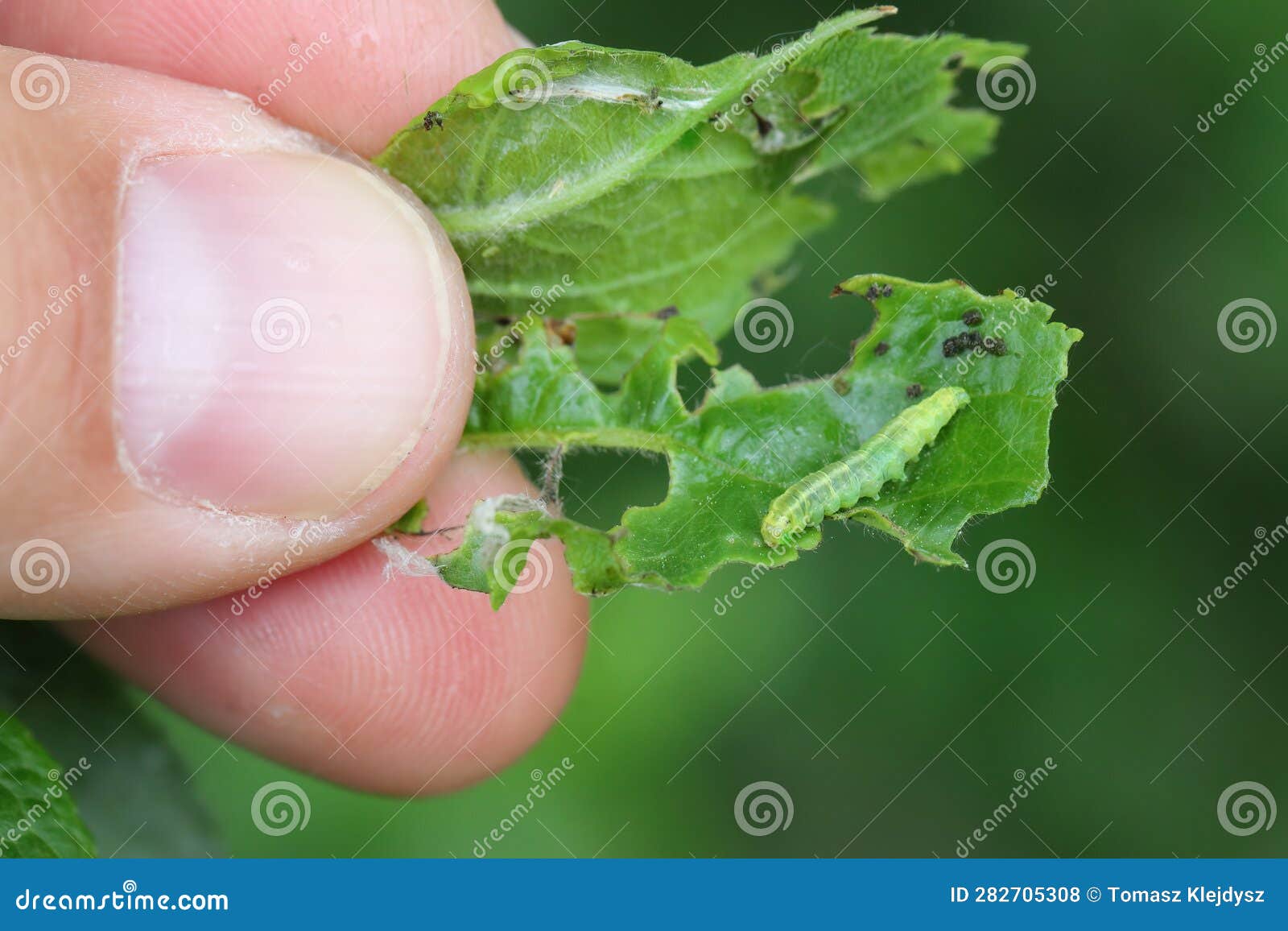 Winter Moth (Operophtera Brumata) Caterpillar on an Apple Leaf . Stock ...