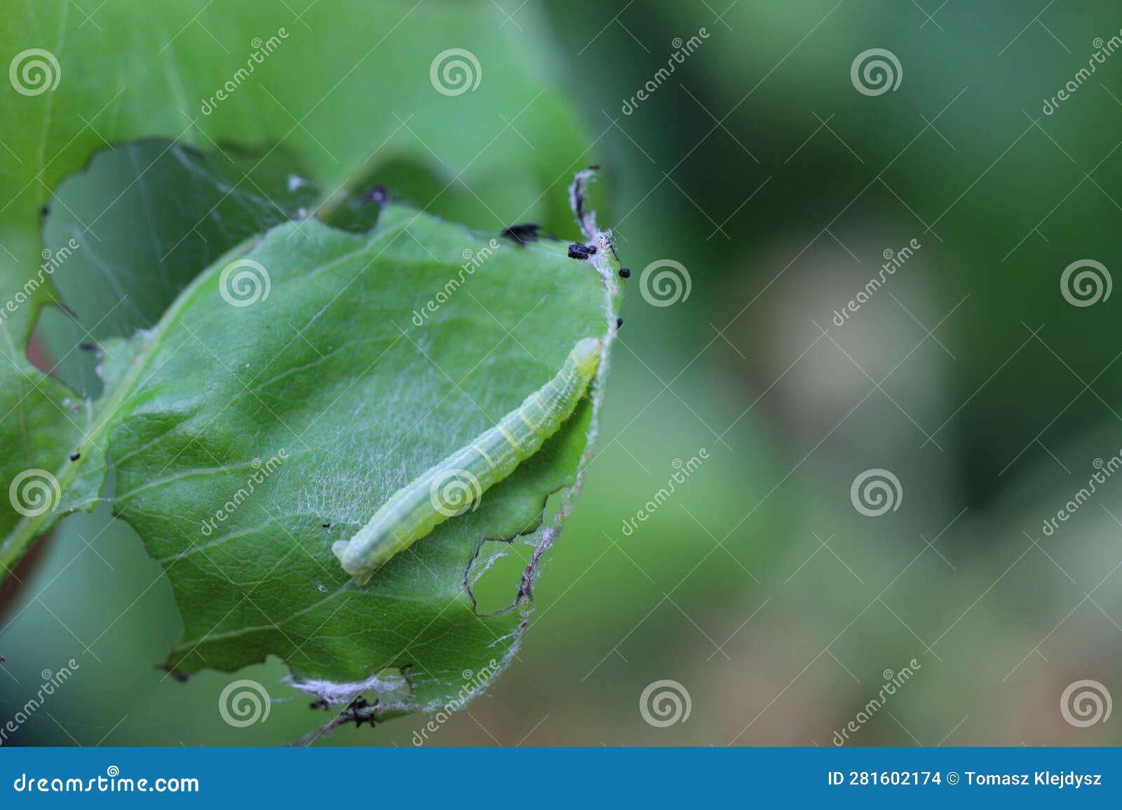 Winter Moth (Operophtera Brumata) Caterpillar on Damaged Pear Leaf ...