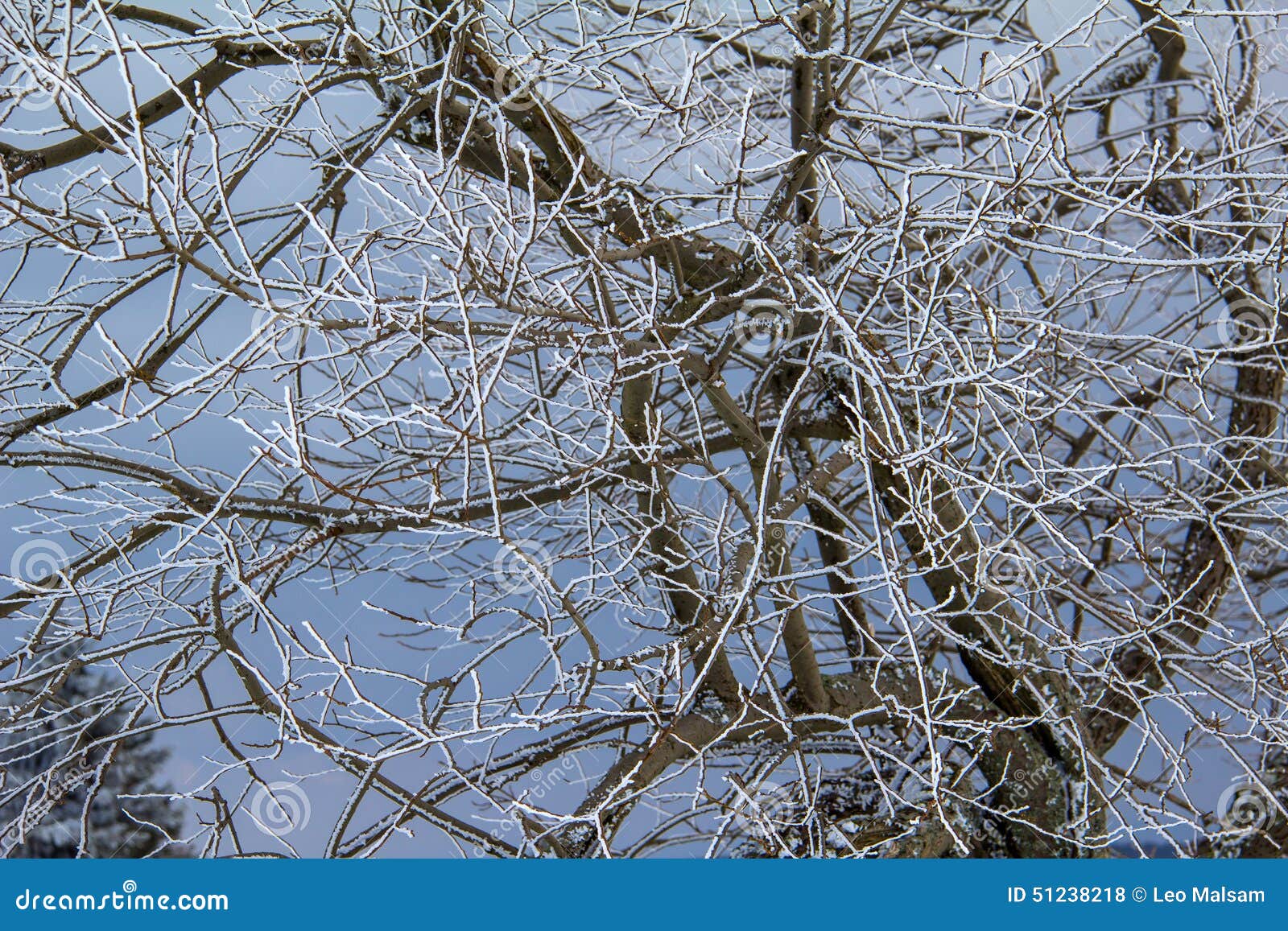 Winter motive stock photo. Image of branch, season, beautiful - 51238218