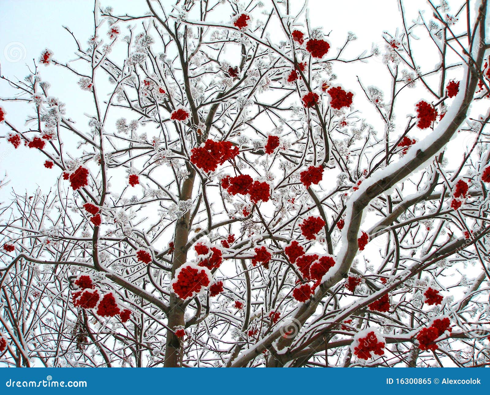 Winter mountain ash stock image. Image of north, medicinal - 16300865