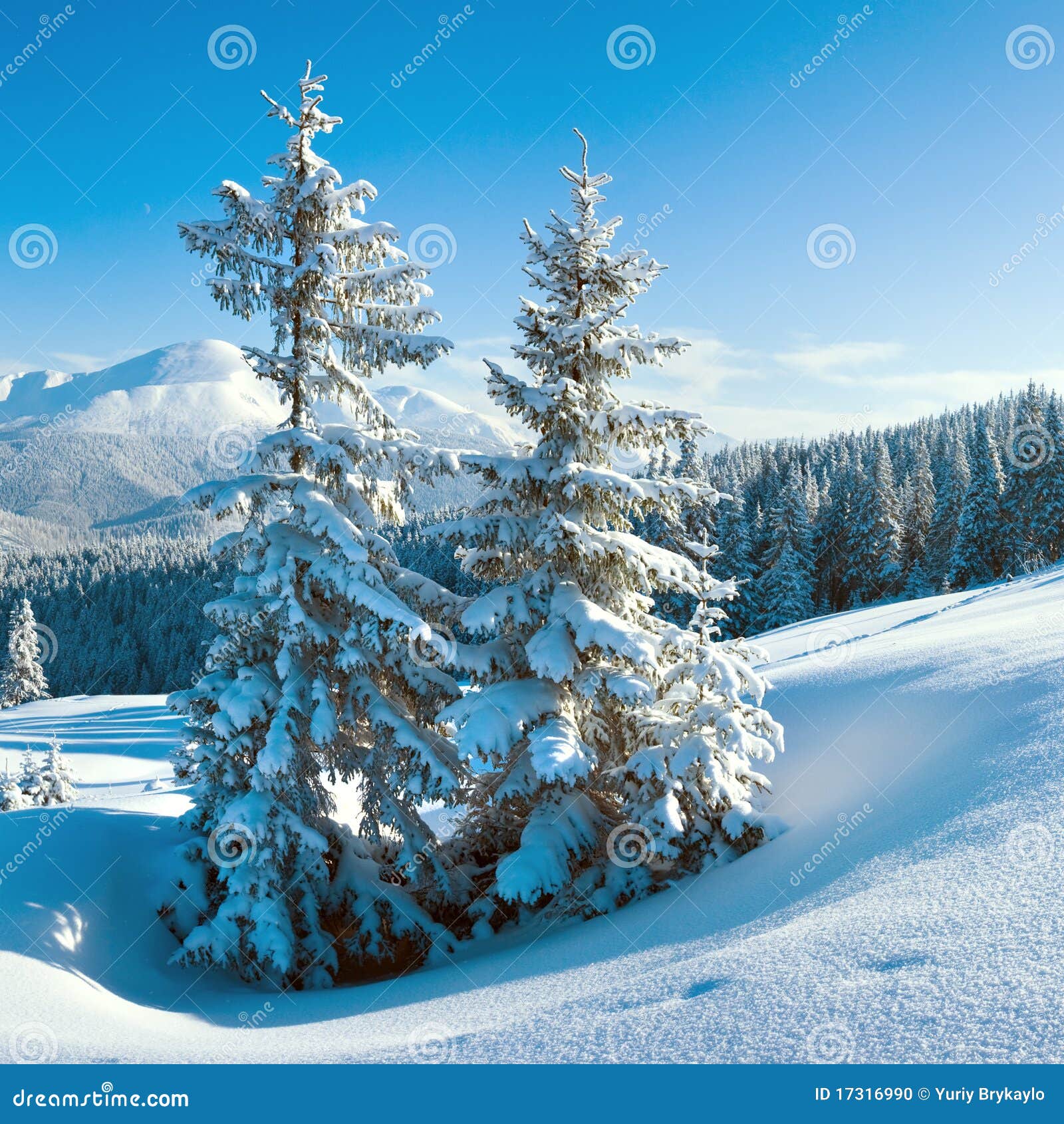 Winter Mountain and Fir Trees Stock Photo - Image of ridge, range: 17316990