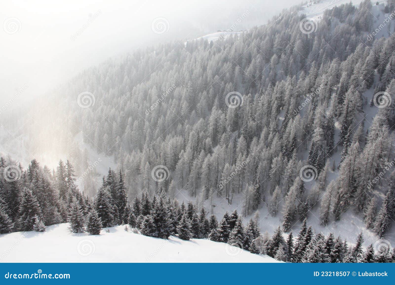 Winter mountain forest stock image. Image of scene, january - 23218507